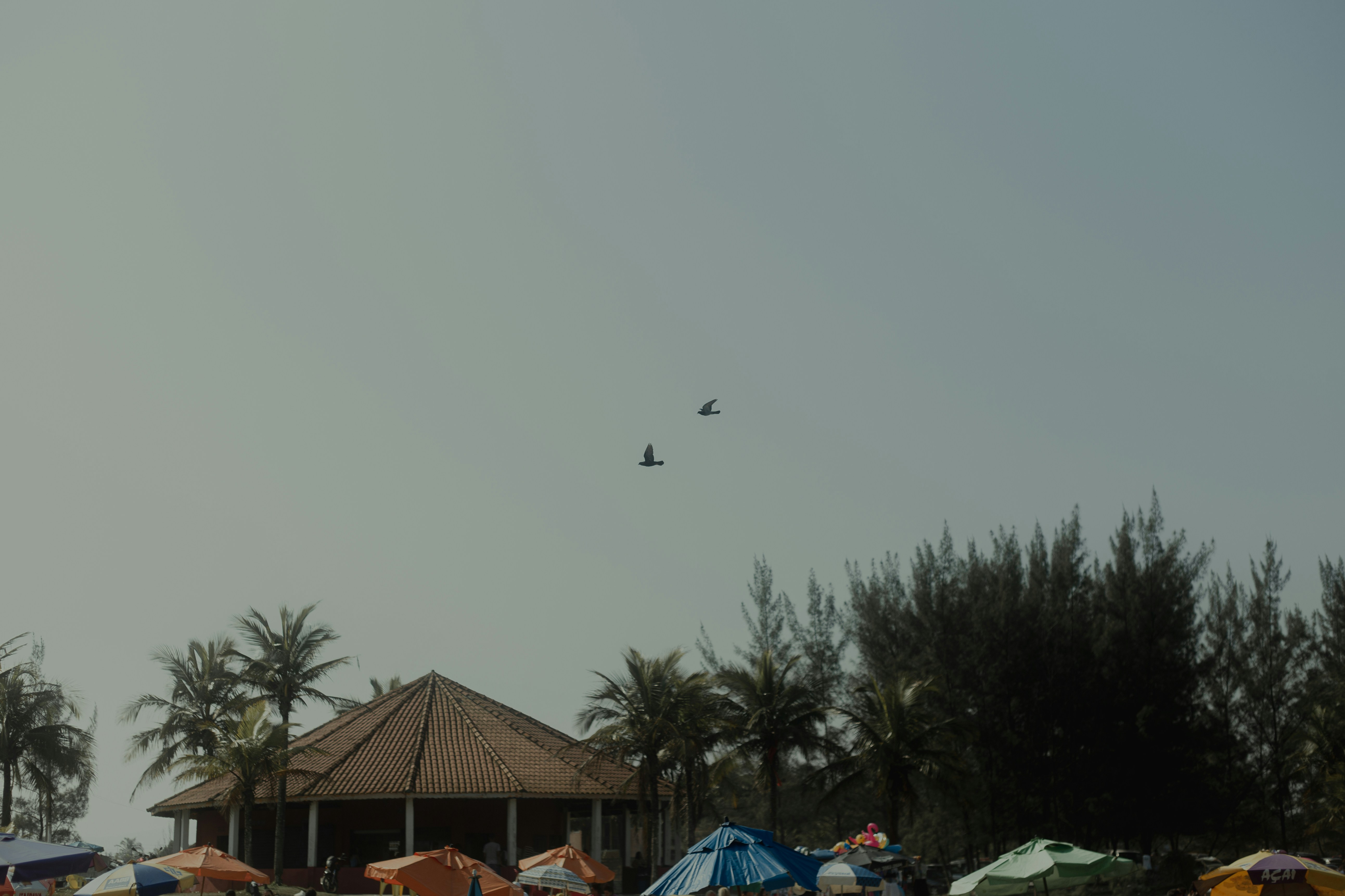 Two birds gliding gracefully over a beachside pavilion surrounded by colorful umbrellas and lush palm trees.