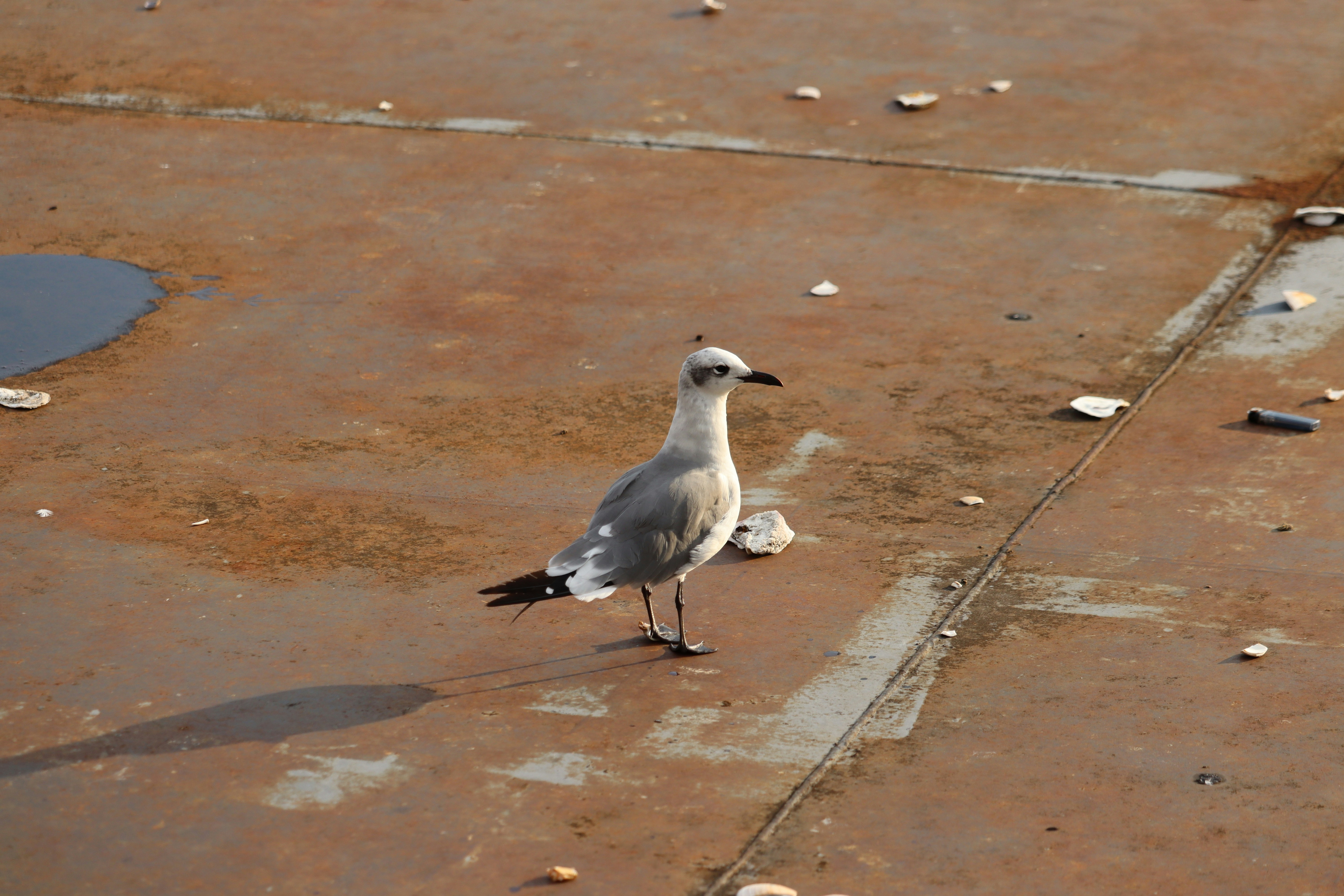 A solitary seagull stands on a weathered concrete surface, surrounded by scattered debris and reflections. The scene captures the essence of urban wildlife in an industrial setting.