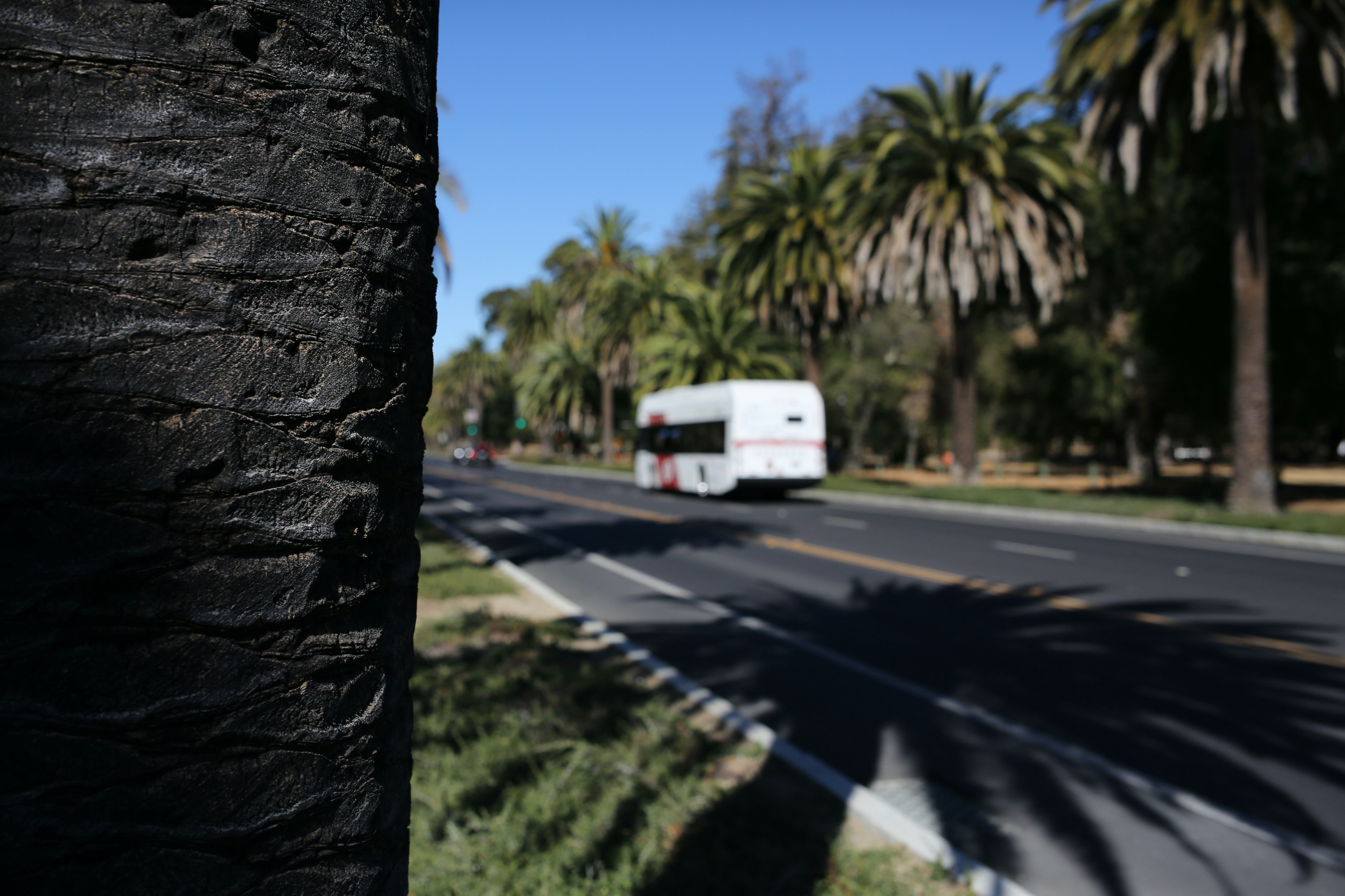 Palm-Lined Boulevard: White Bus in Transit Behind a Textured Foreground Trunk