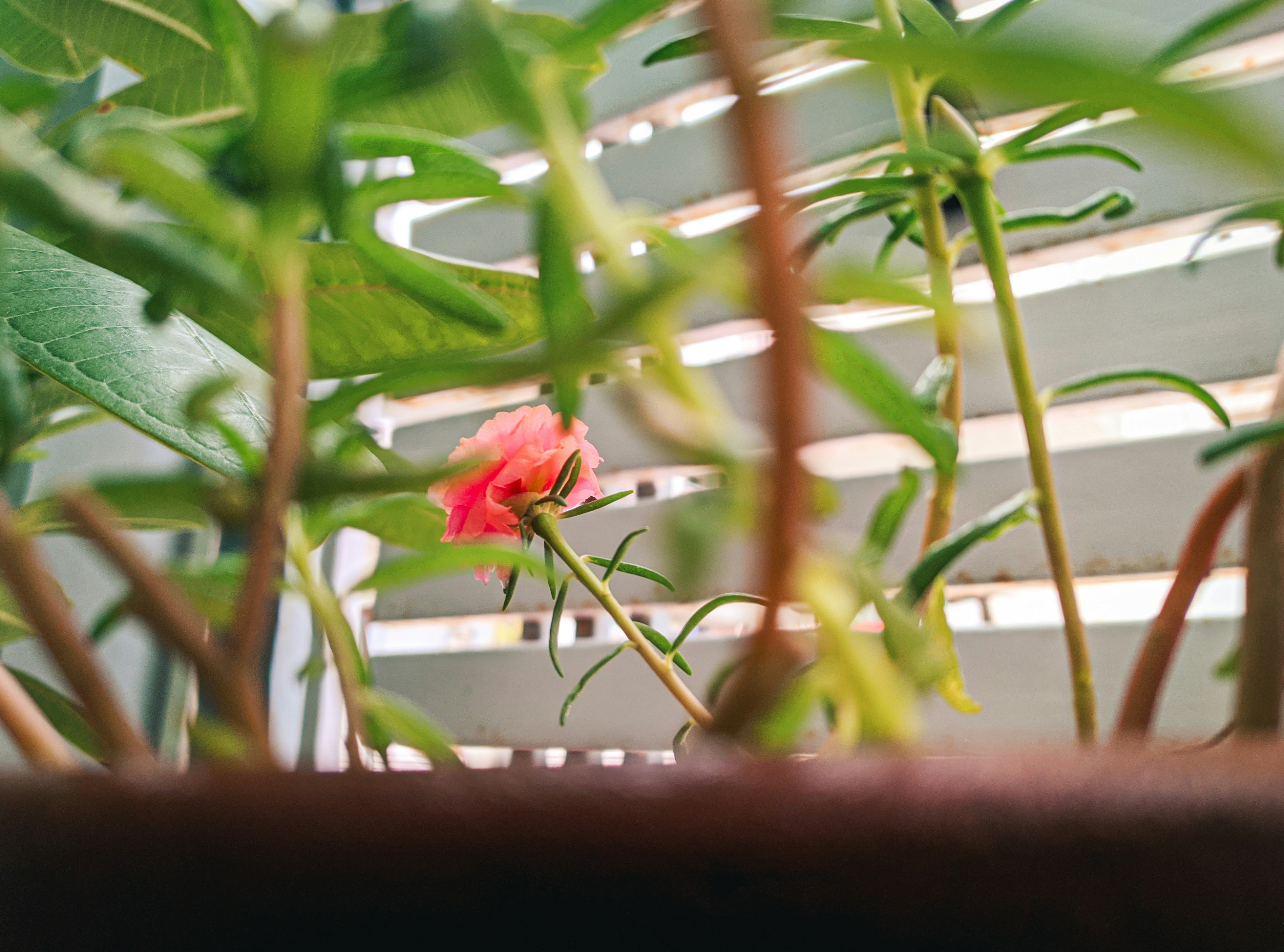 Close-up photograph of a pink blossom on a slender stem, surrounded by green leaves with blurred horizontal slats in the background.