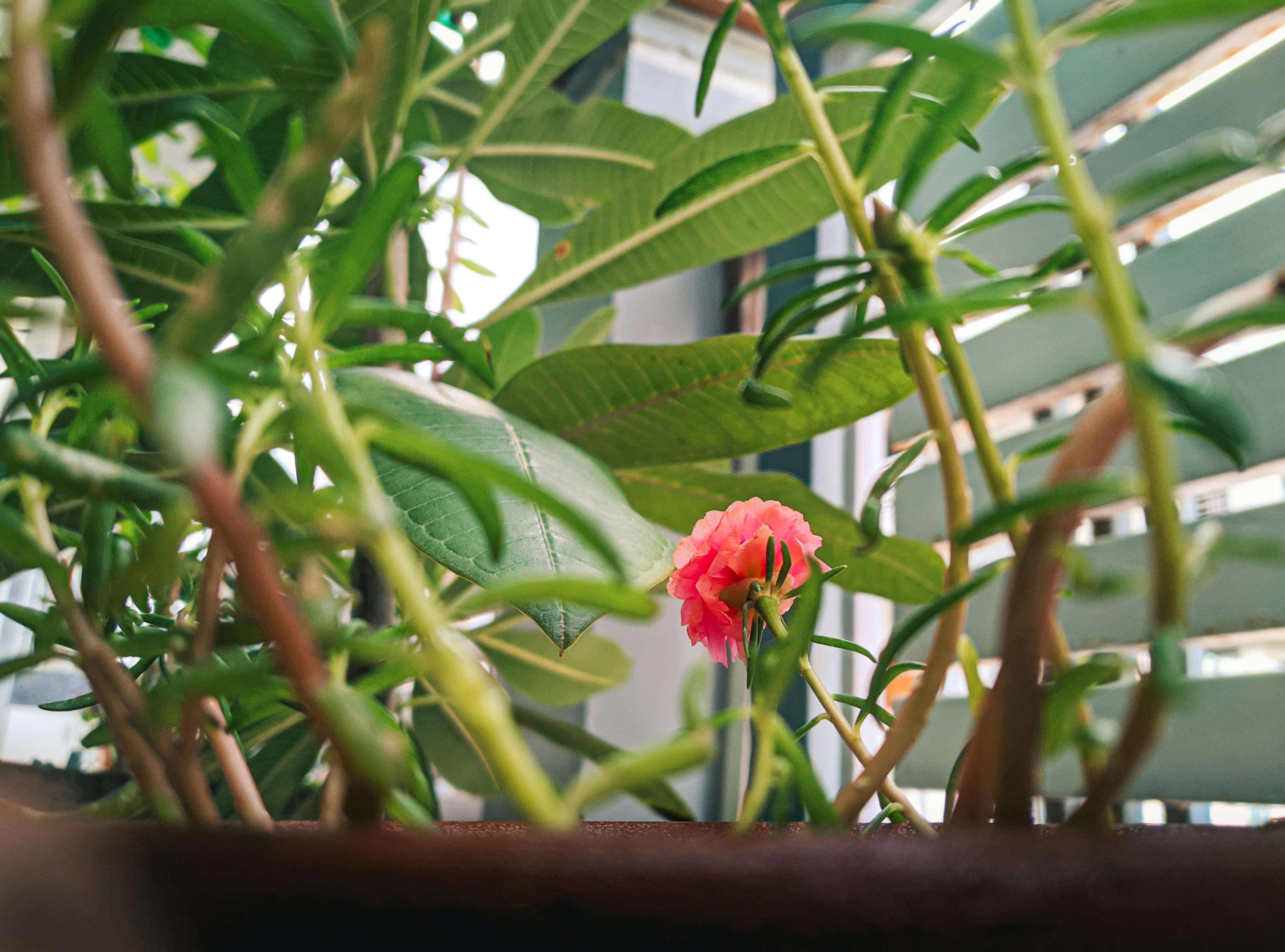 Close-up photograph of a pink blossom framed by lush green leaves. A balcony railing recedes into the blurred background, adding depth to the composition.