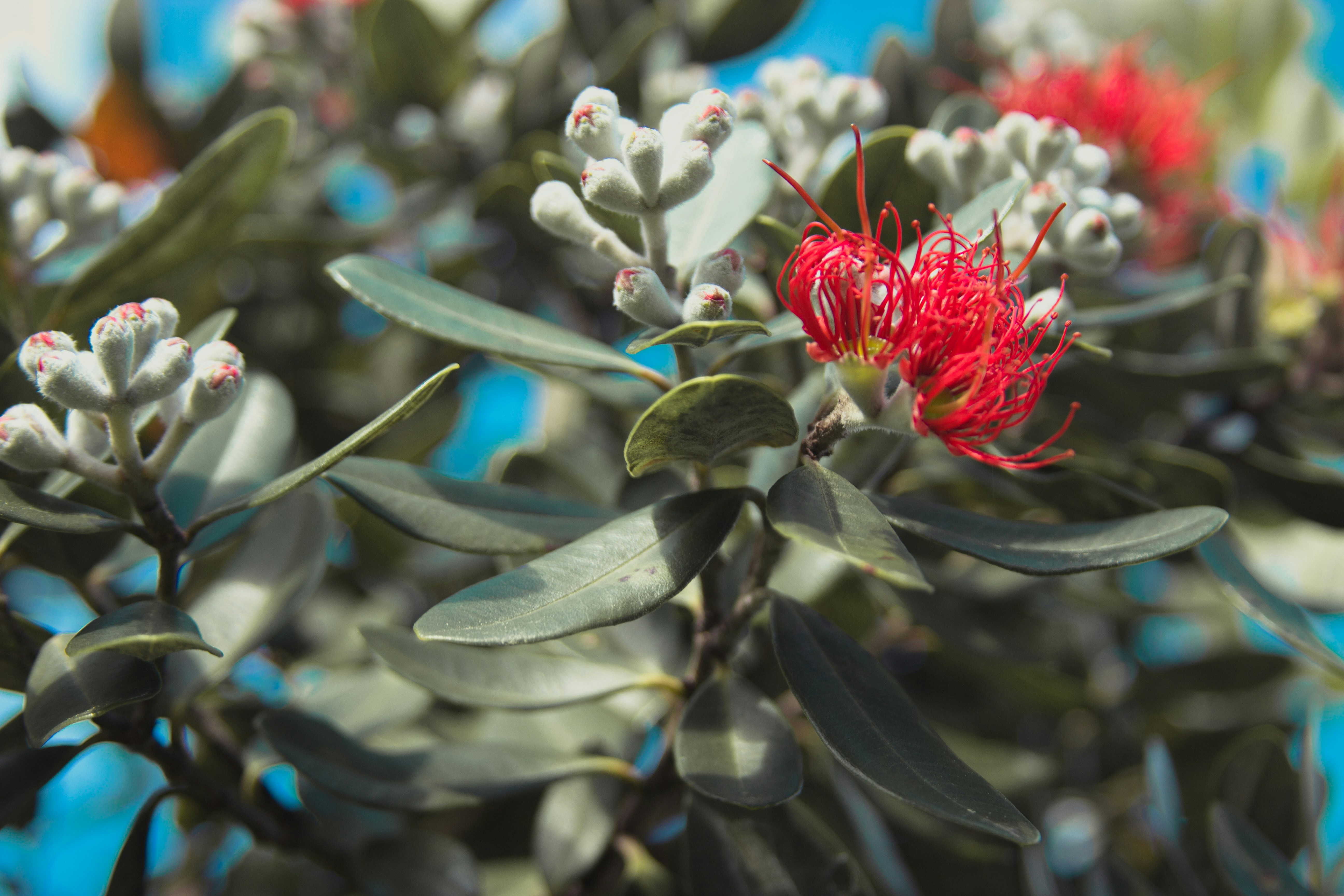 Crimson Pincushion Protea Pokes Through Silvery Foliage Against a Soft Blue Backdrop