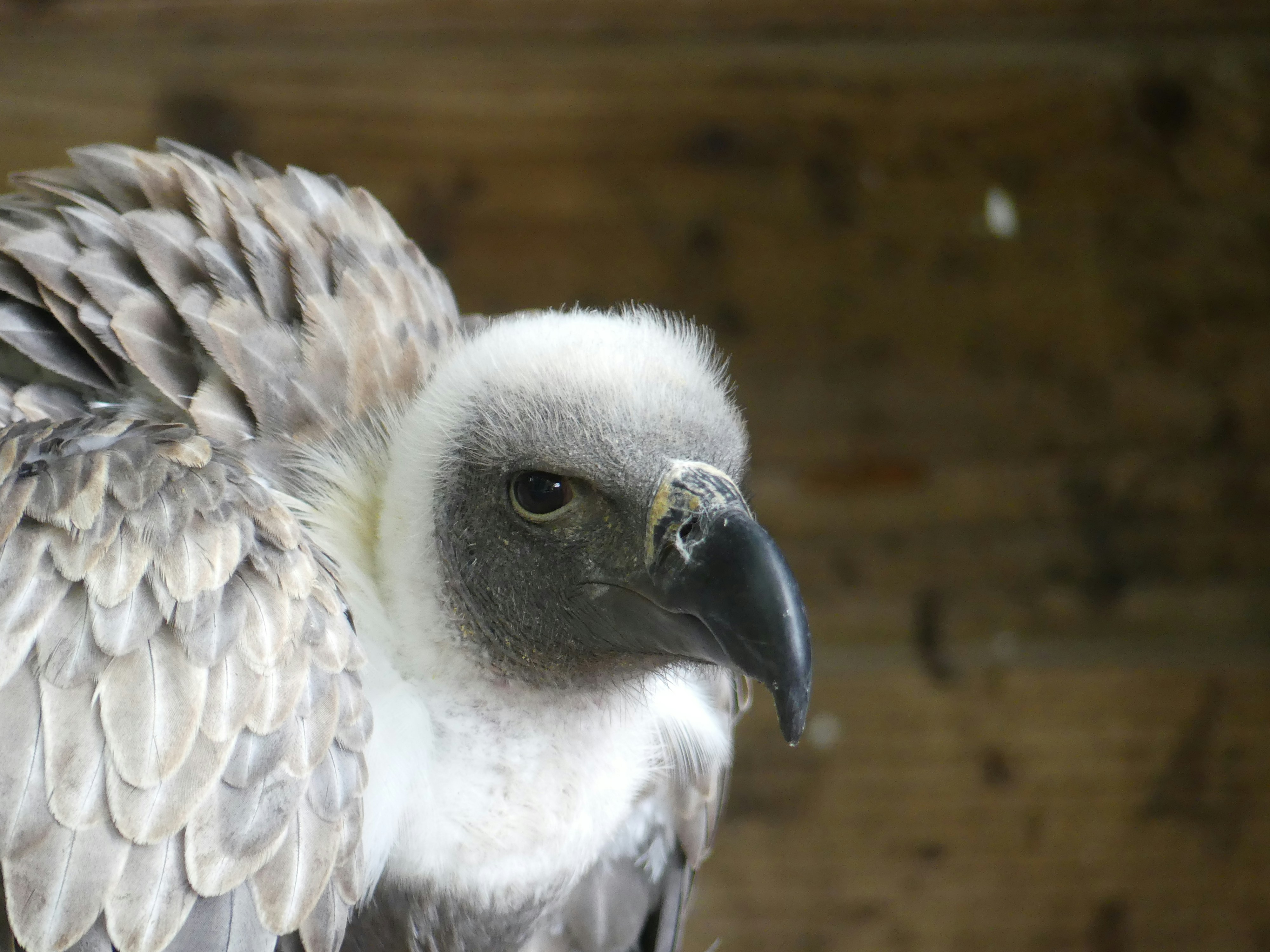 Close-Up Portrait of a Pale-Headed Raptor Amid Weathered Wood Texture