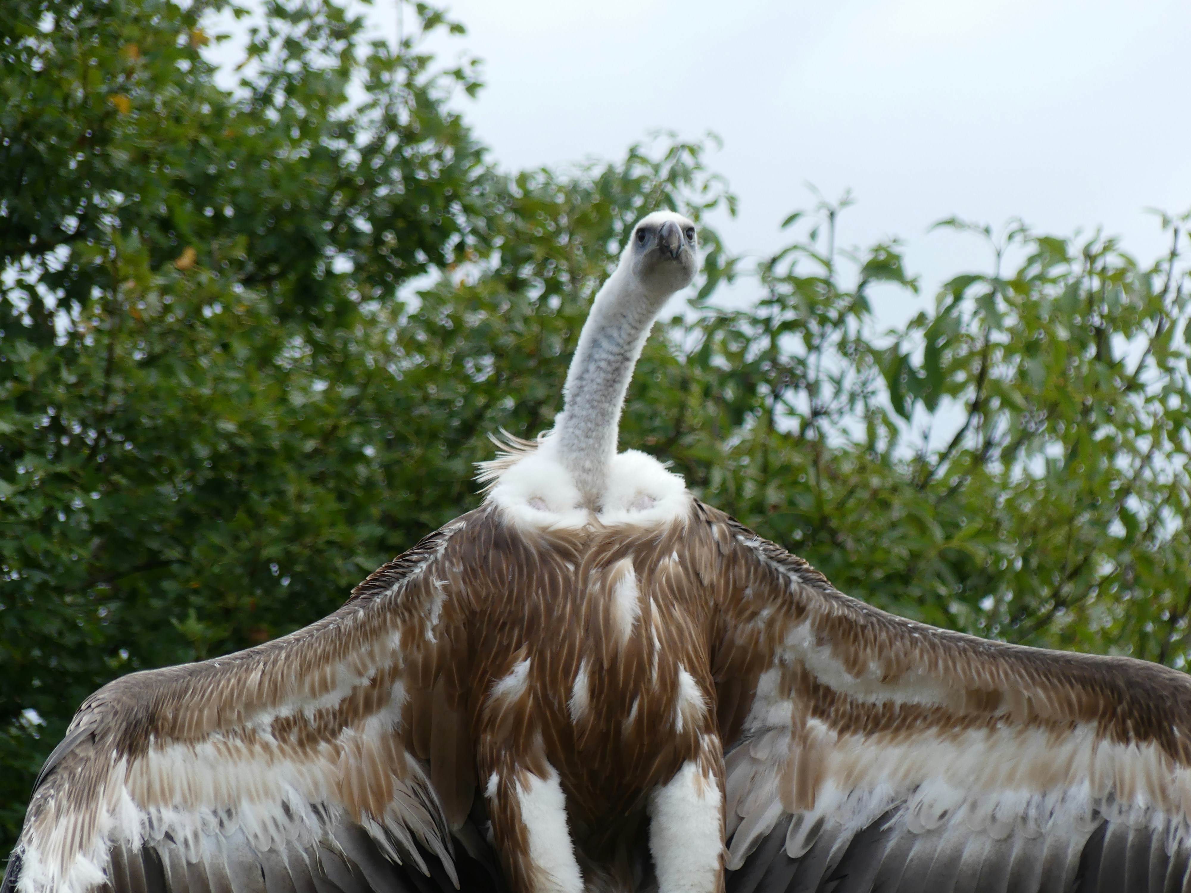 Photograph of an ostrich with wings partially spread, neck extended upward against a leafy green backdrop.