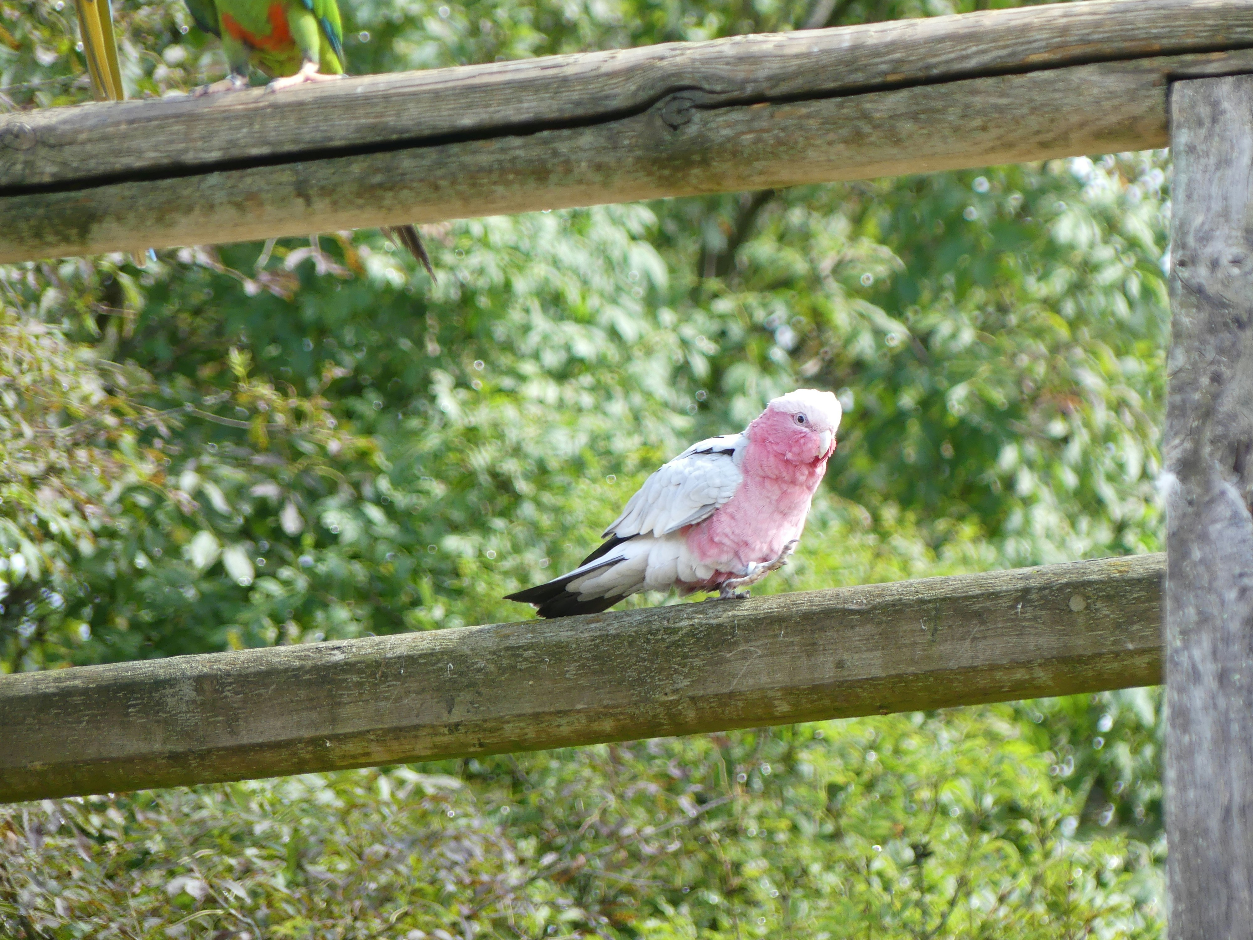 A Galah perched gracefully on a wooden railing, showcasing its distinctive pink and white plumage against a backdrop of lush greenery.
