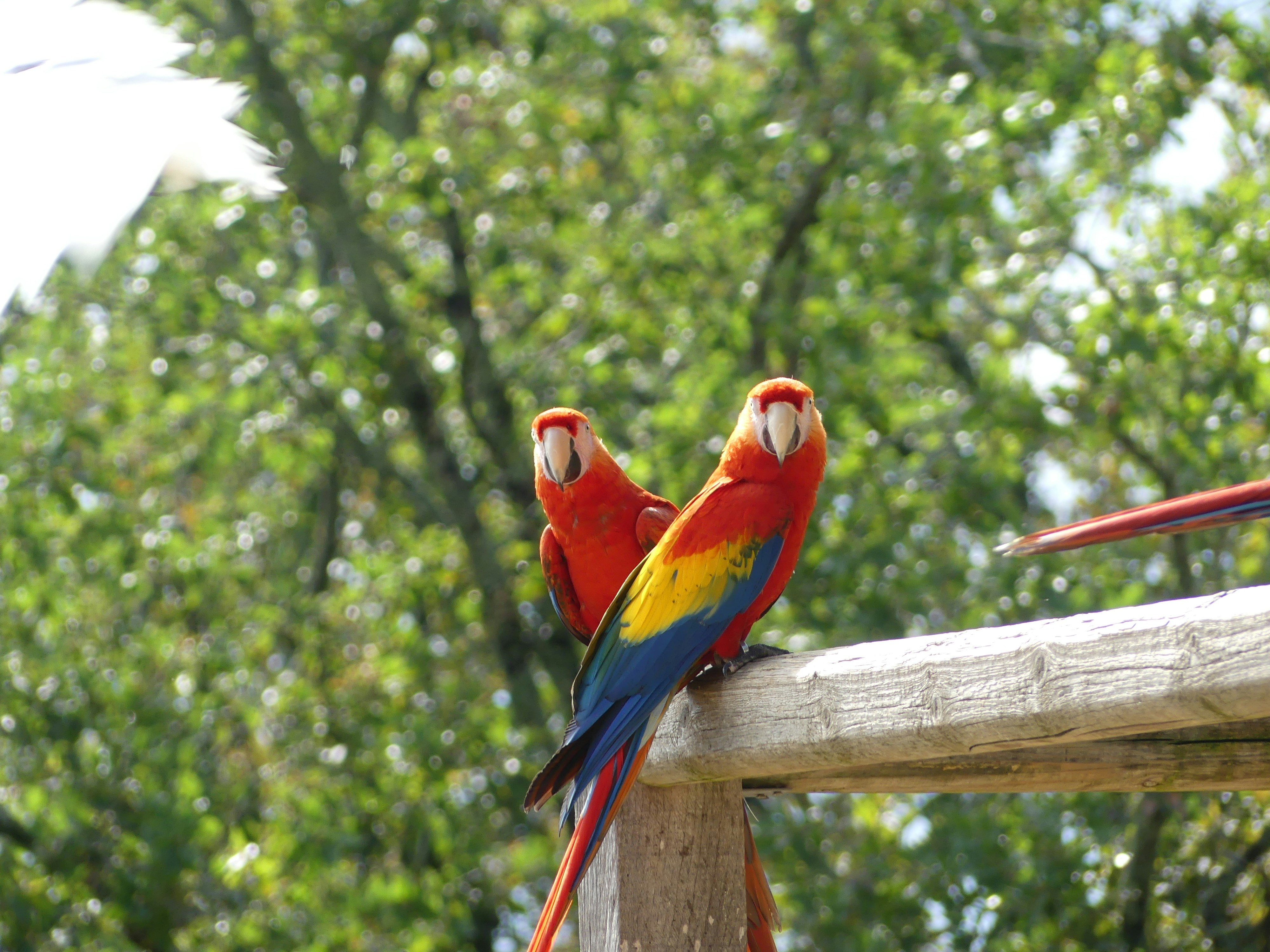Two scarlet macaws perched on a wooden railing, showcasing their vivid plumage against a lush green backdrop.