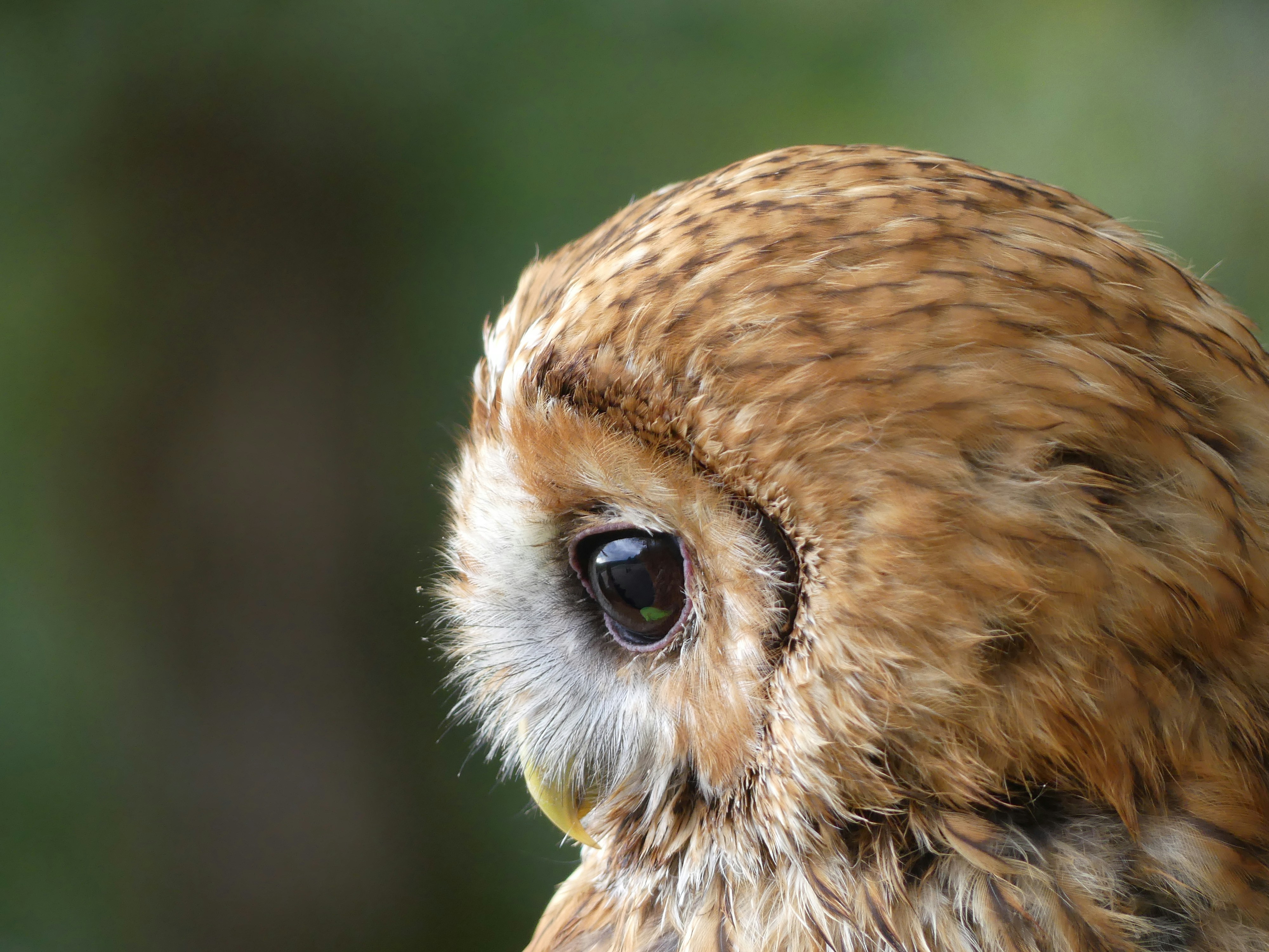 Close-up of a tawny owl, showcasing intricate feather details and a vivid eye against a blurred green background.