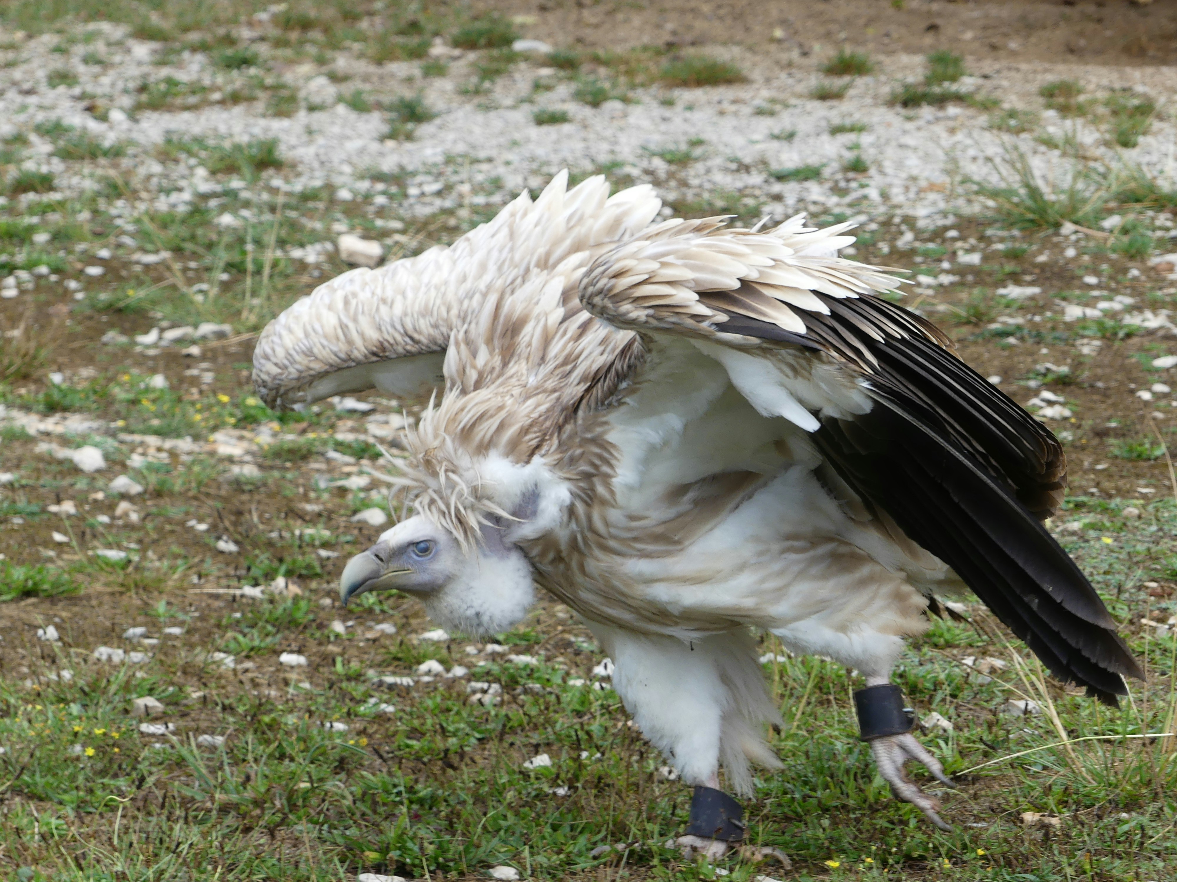 Griffon vulture preparing for takeoff, showcasing its impressive wingspan and detailed plumage against a natural backdrop.