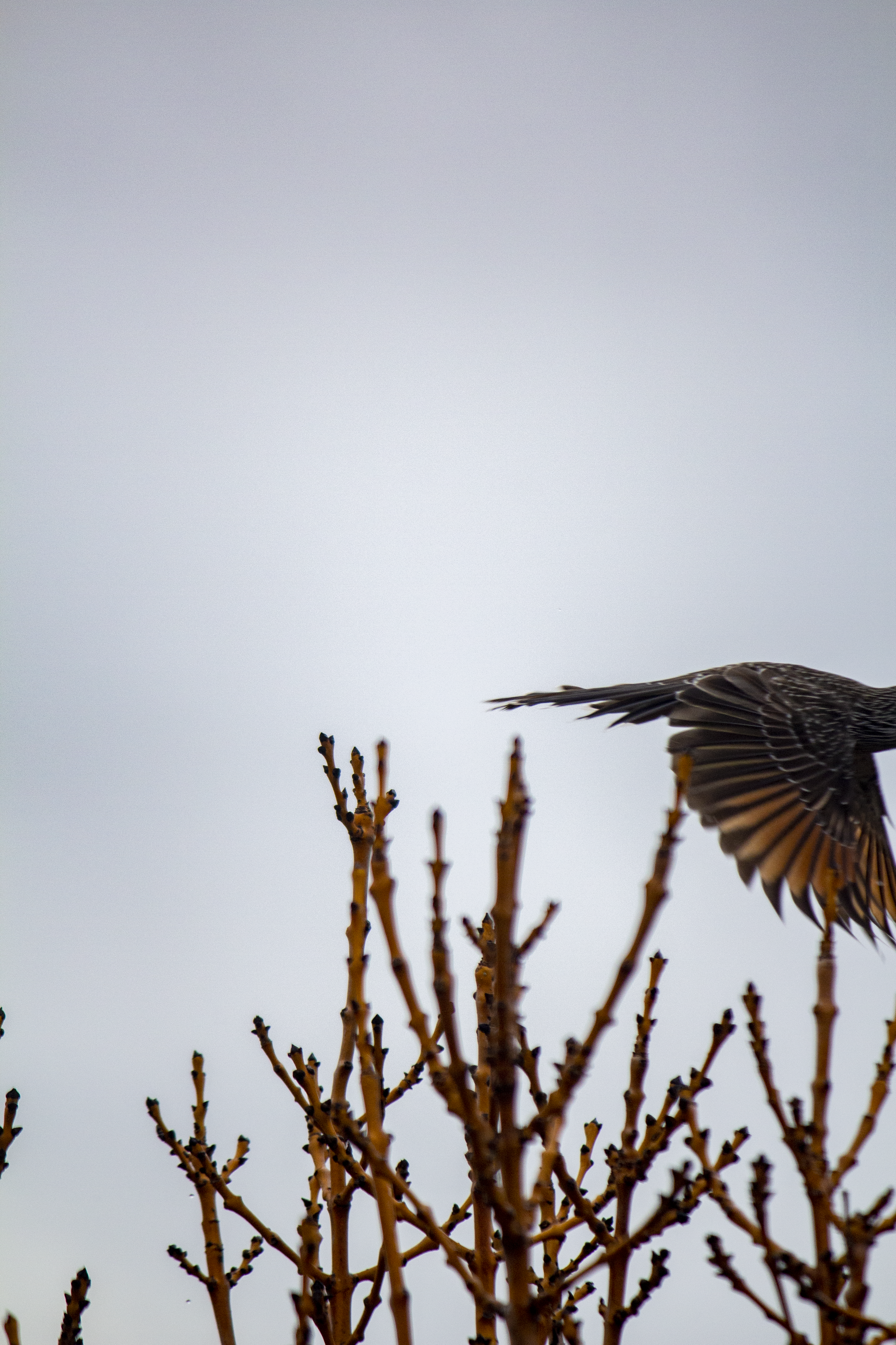 Wingtip in the Sky: A Moment of Flight Above Bare Branches