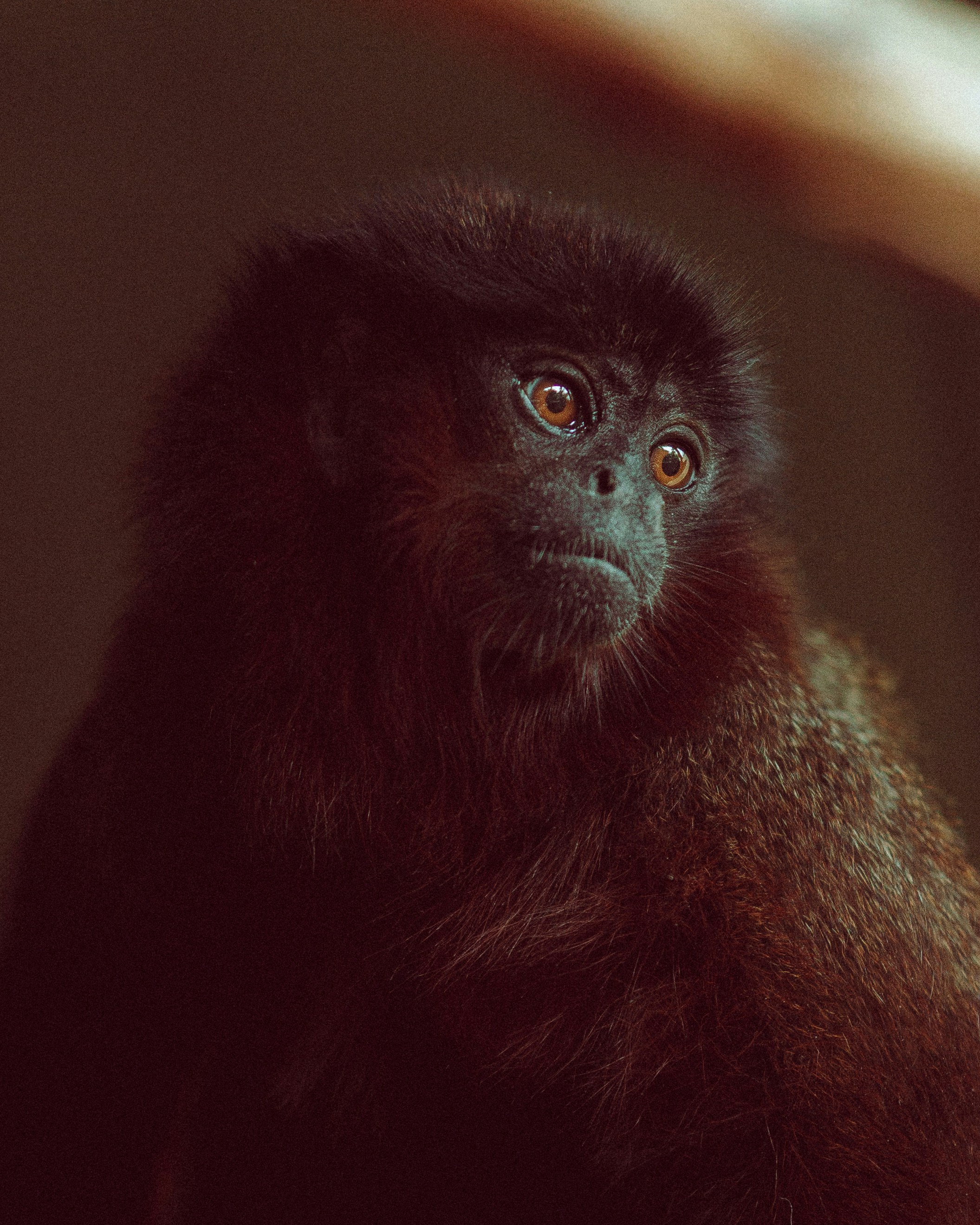 A monkey is staring at the camera with a blurry background photo – Free ...
