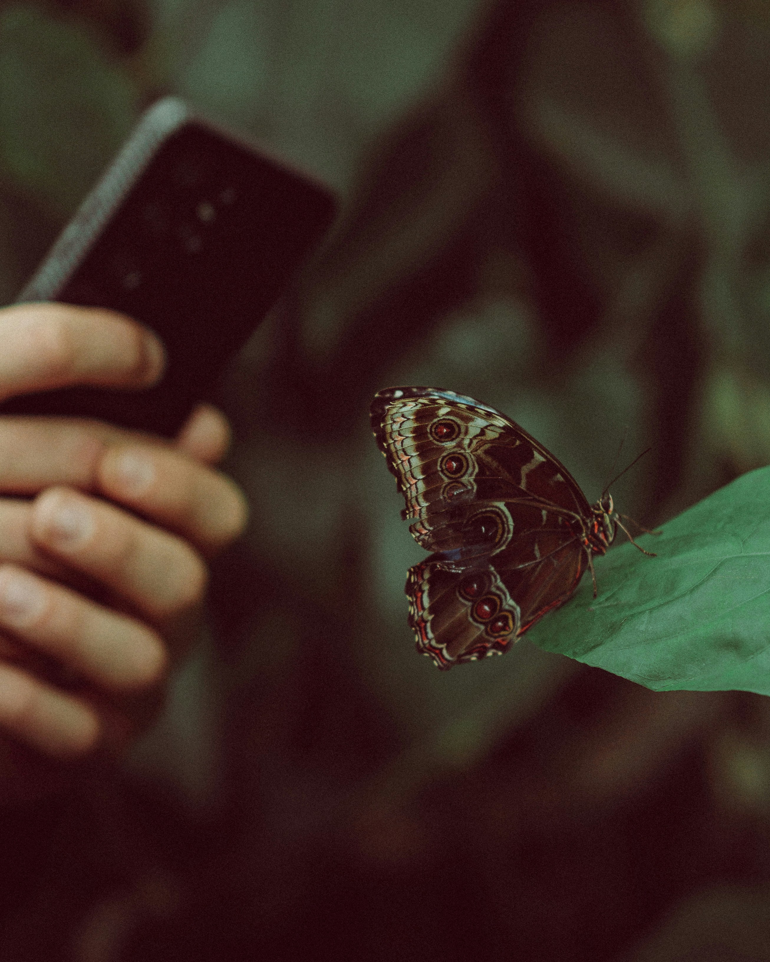 Butterfly Encounter: A Portrait of Focus on Nature’s Detail