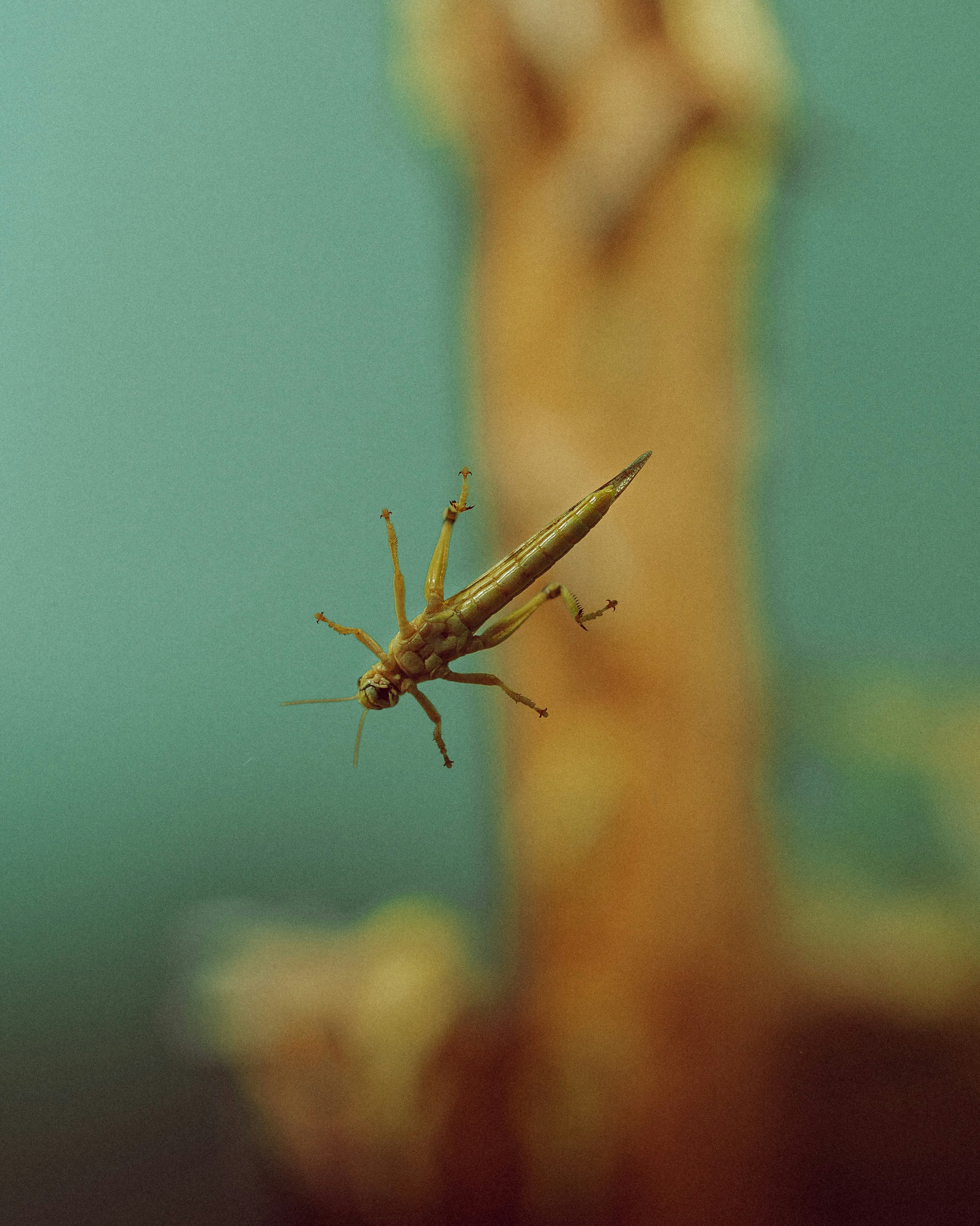 Teal Silence: A Mayfly Hovering in a Quiet Teal Backdrop