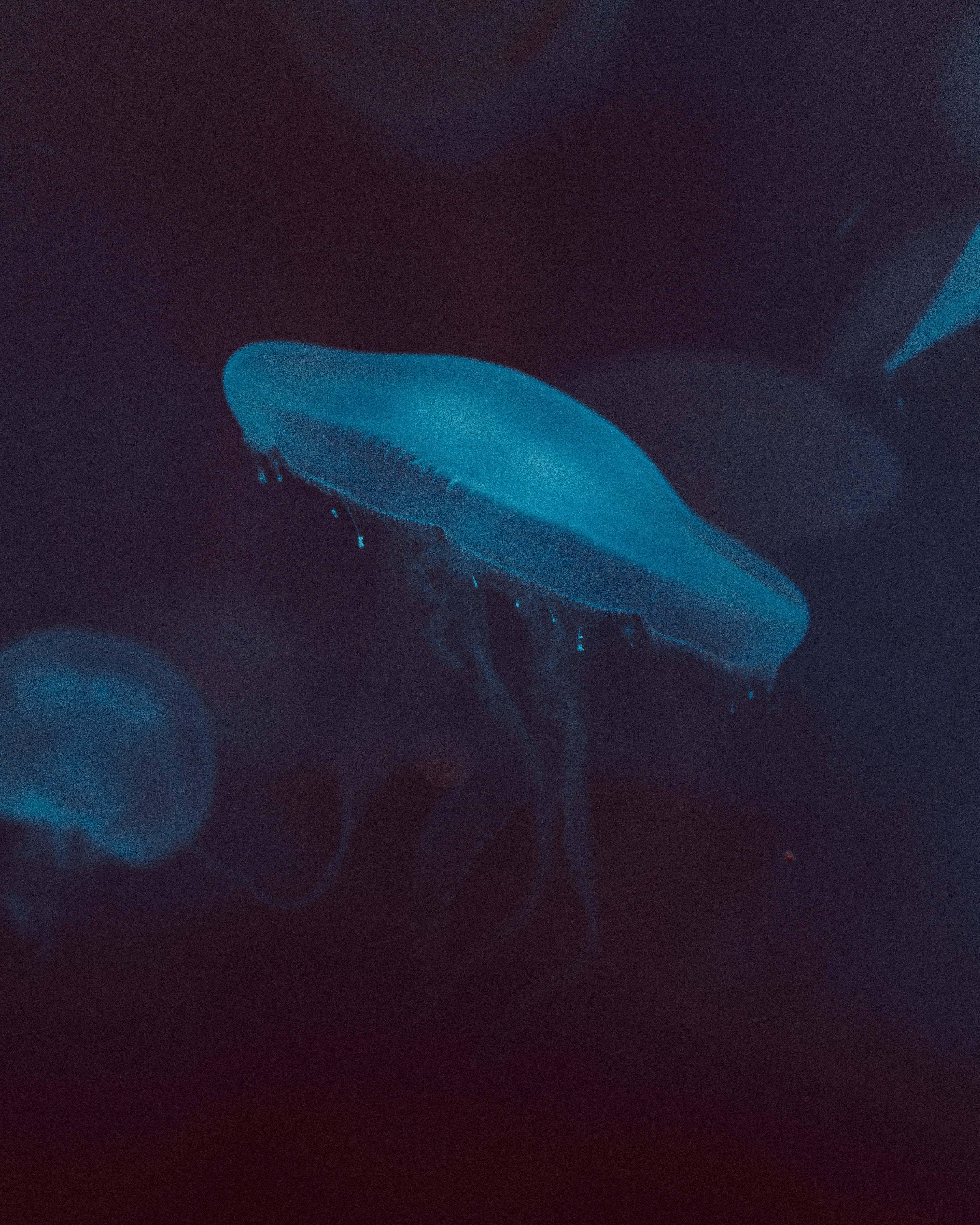 Translucent jellyfish gliding through dark waters, illuminated by soft blue light.