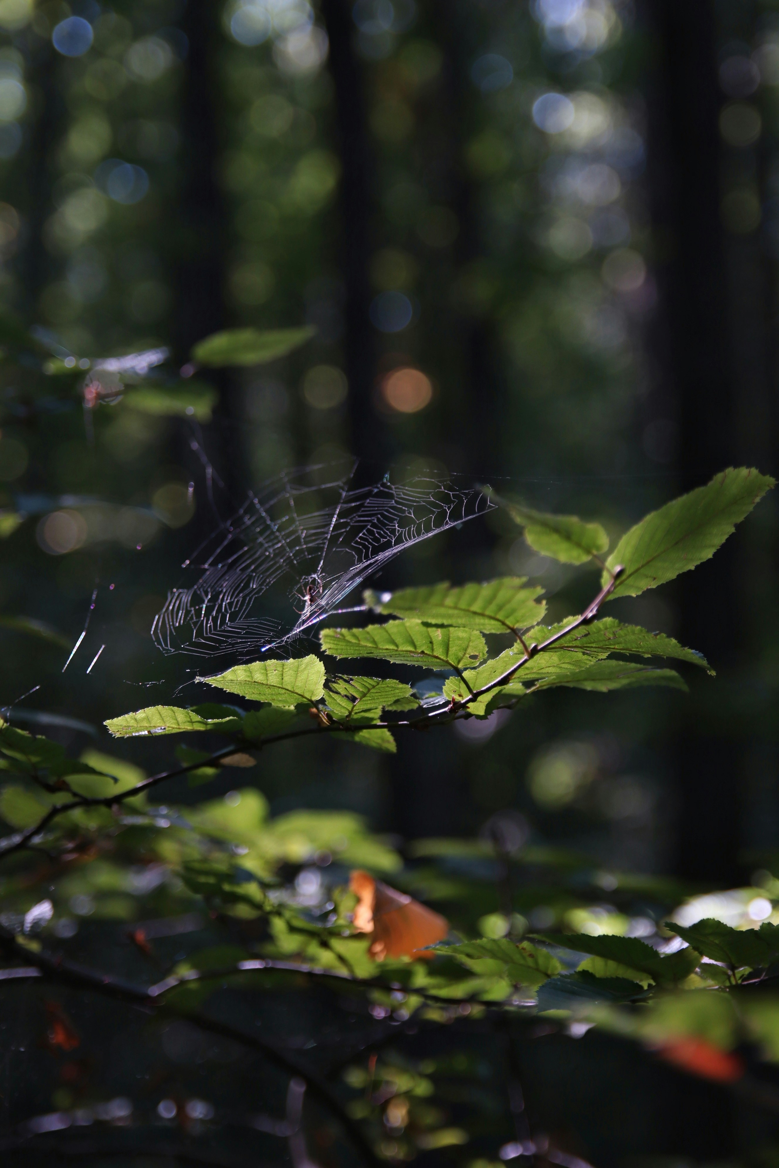 a spider web sitting on top of a leaf covered tree
