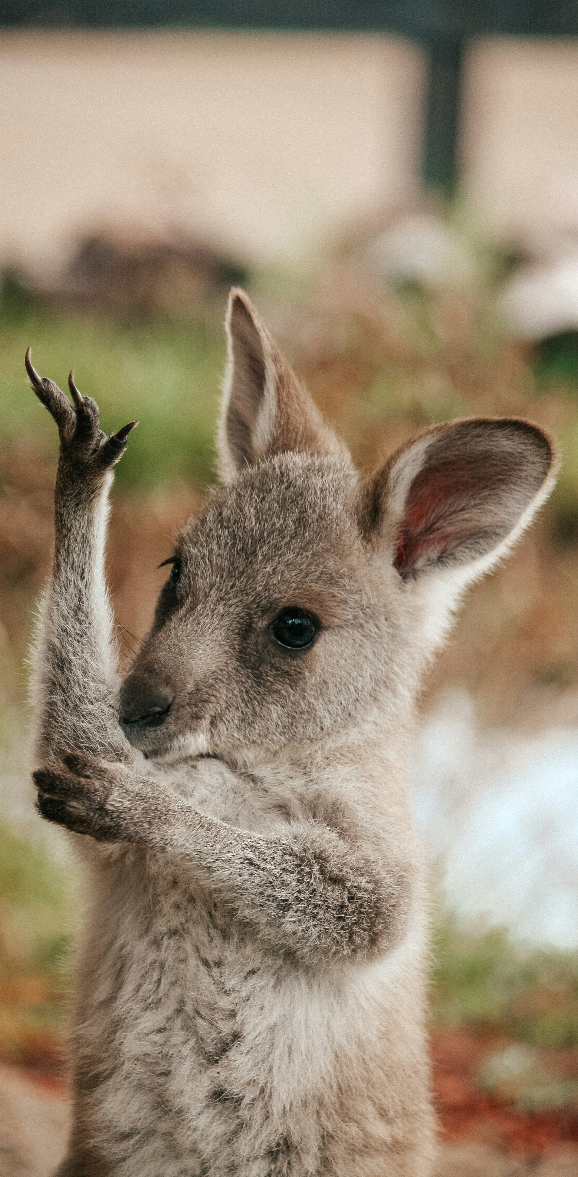 A small grey kangaroo standing on its hind legs photo – Free Kangaroo ...