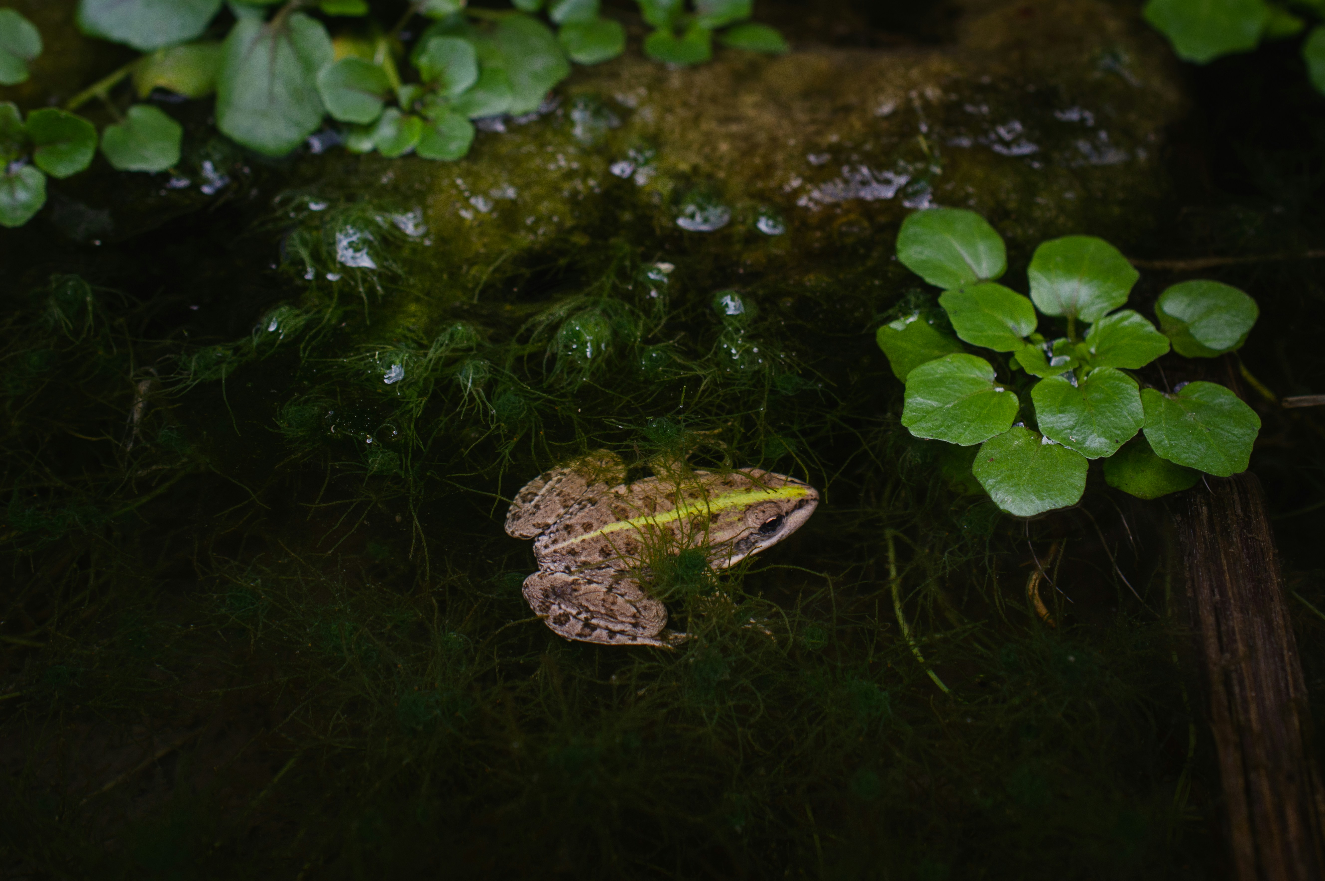 A frog rests quietly on the water's surface, surrounded by lush green plants in a tranquil pond setting.