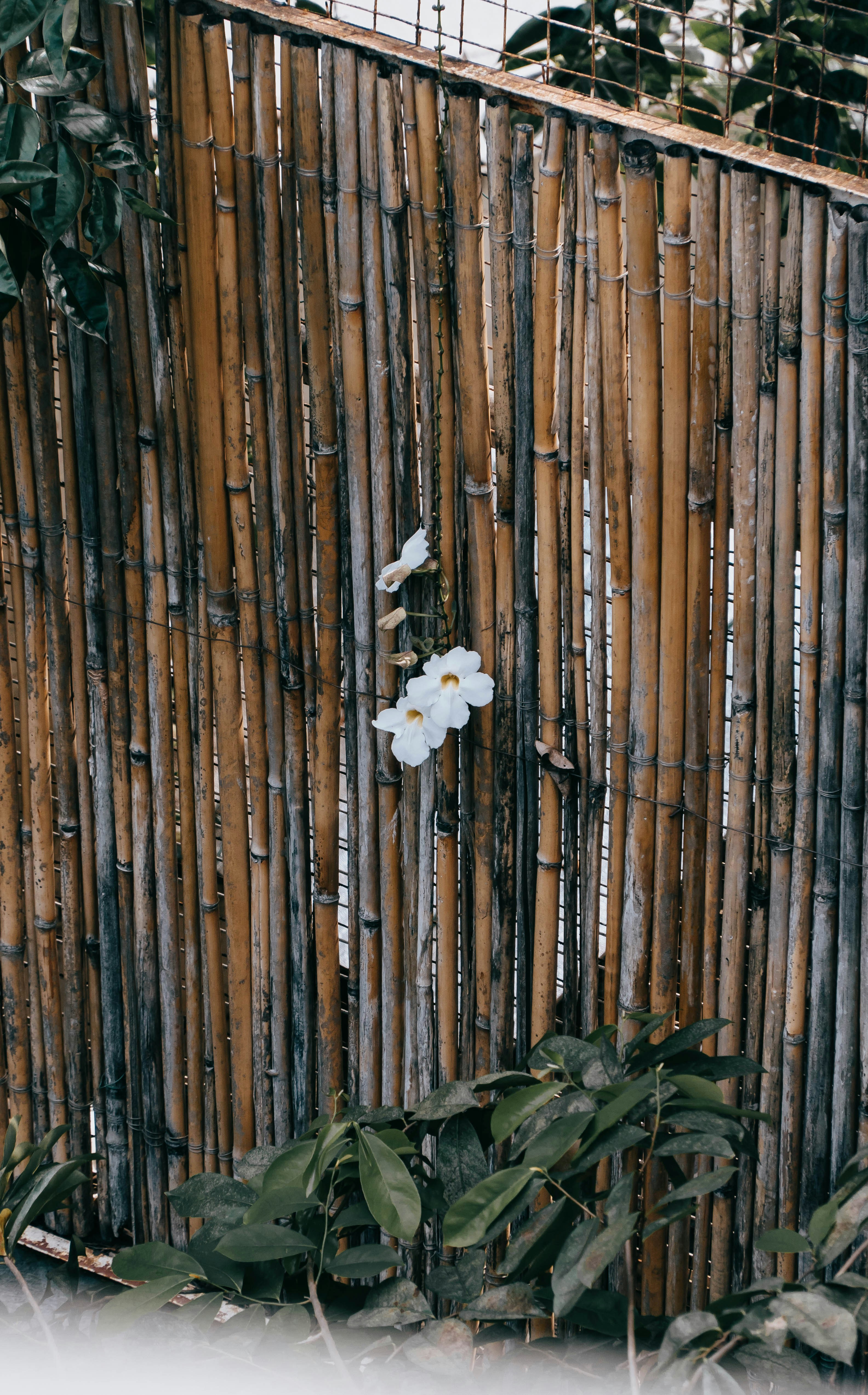 White Orchid Bloom on a Weathered Bamboo Fence