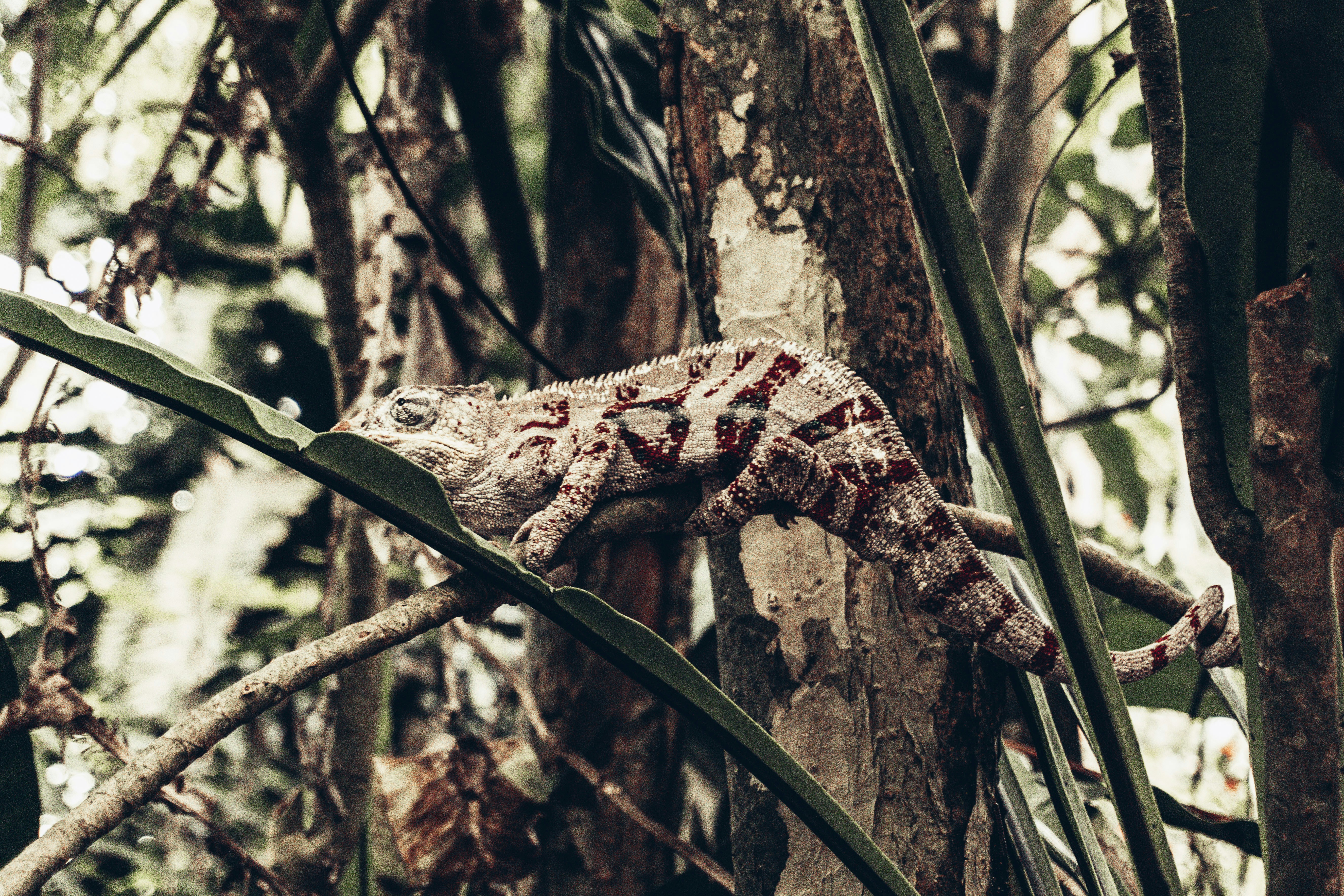 Camouflaged Snake Weaving Through Rainforest Bark