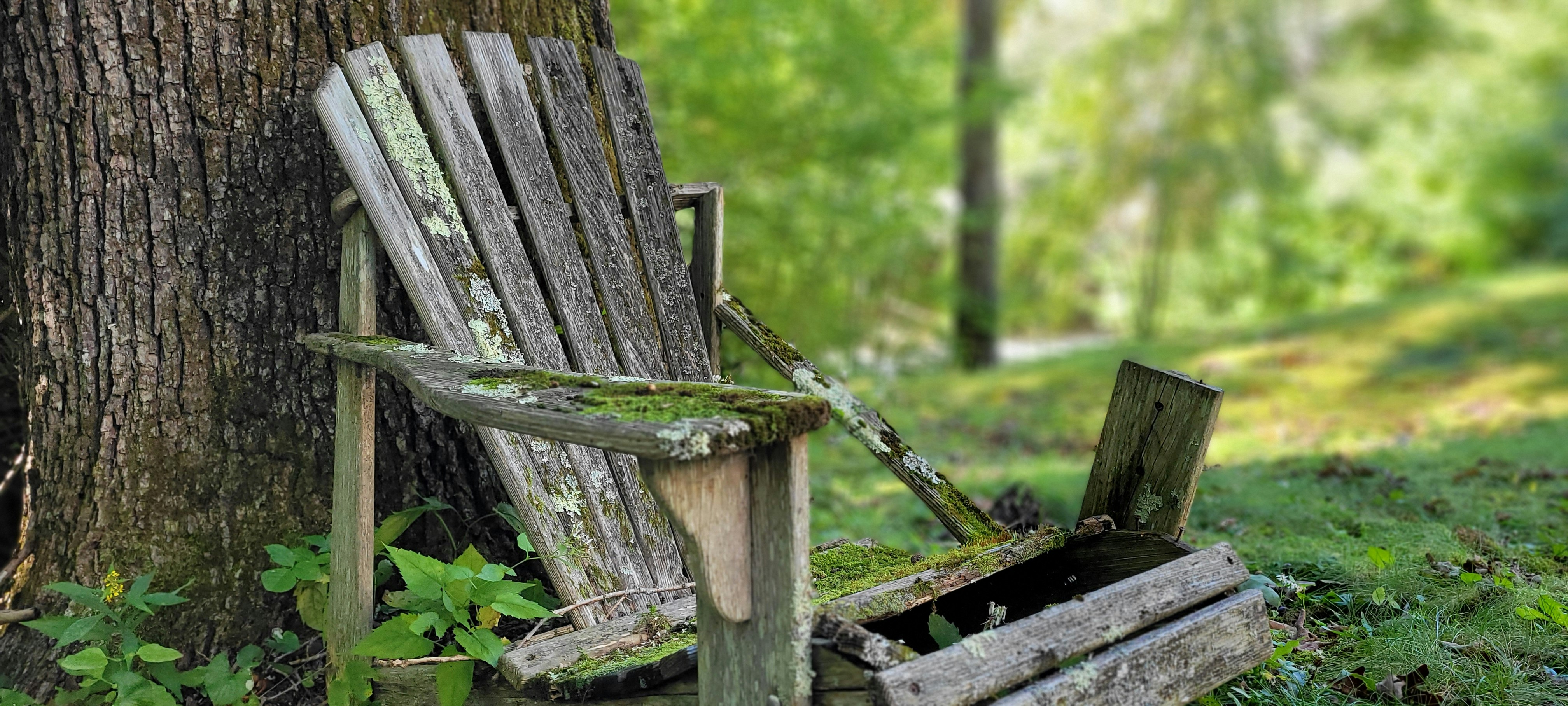 Weathered Bench in a Quiet Forest Clearing