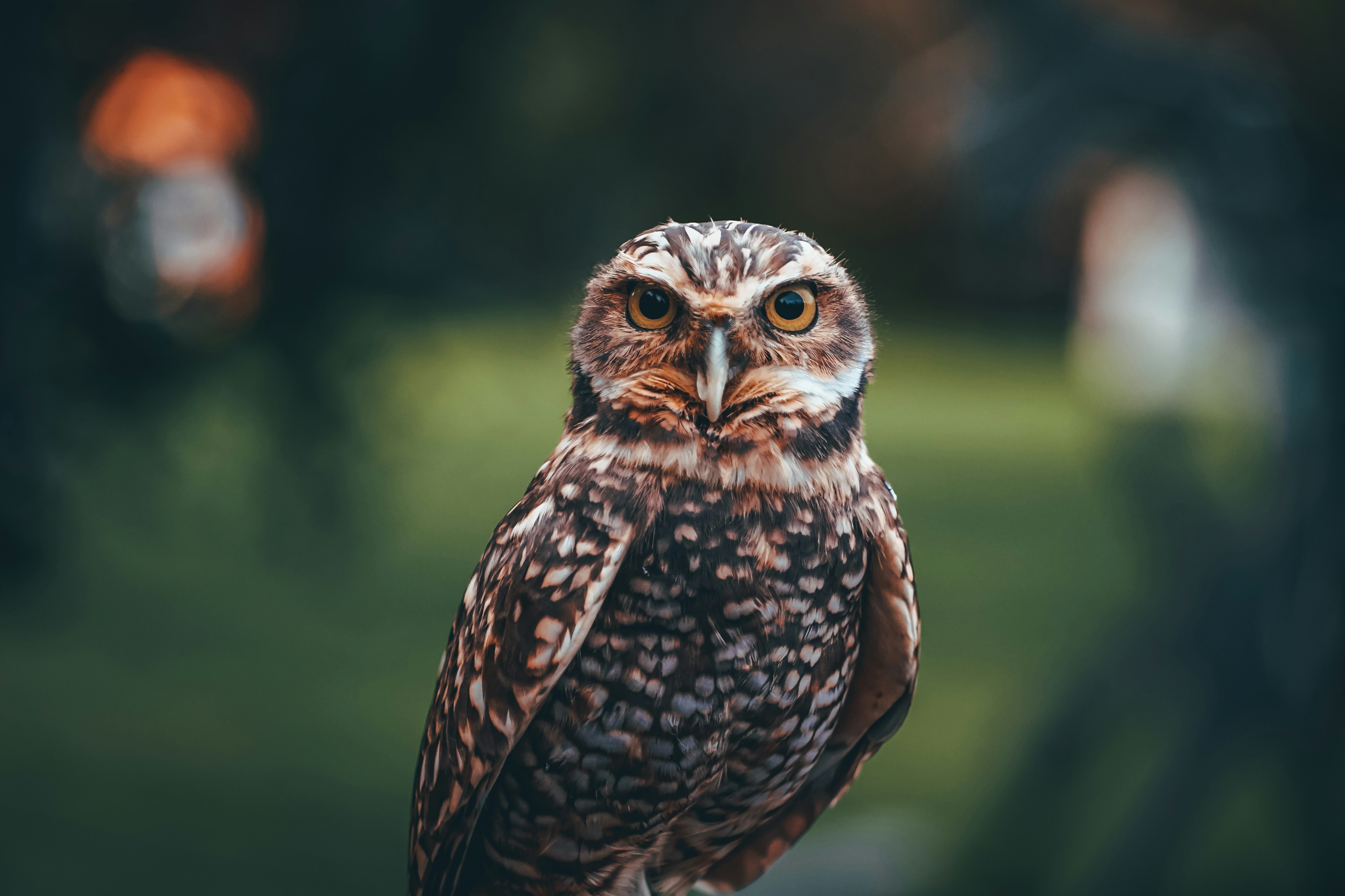 A close-up of a poised owl with striking eyes, showcasing intricate feather patterns against a blurred green background.