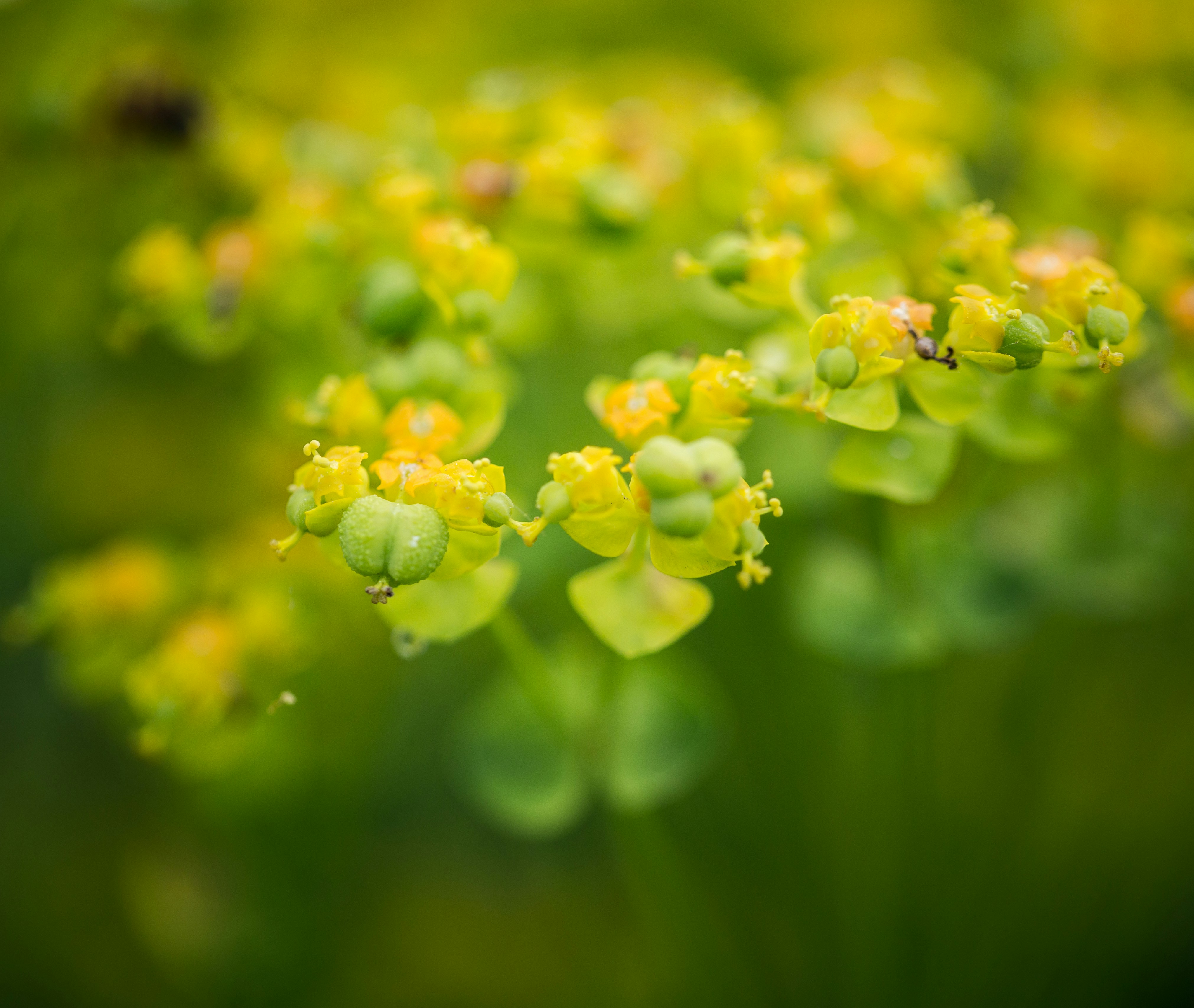Whispering Yellow Clusters in a Velvet Green Blur