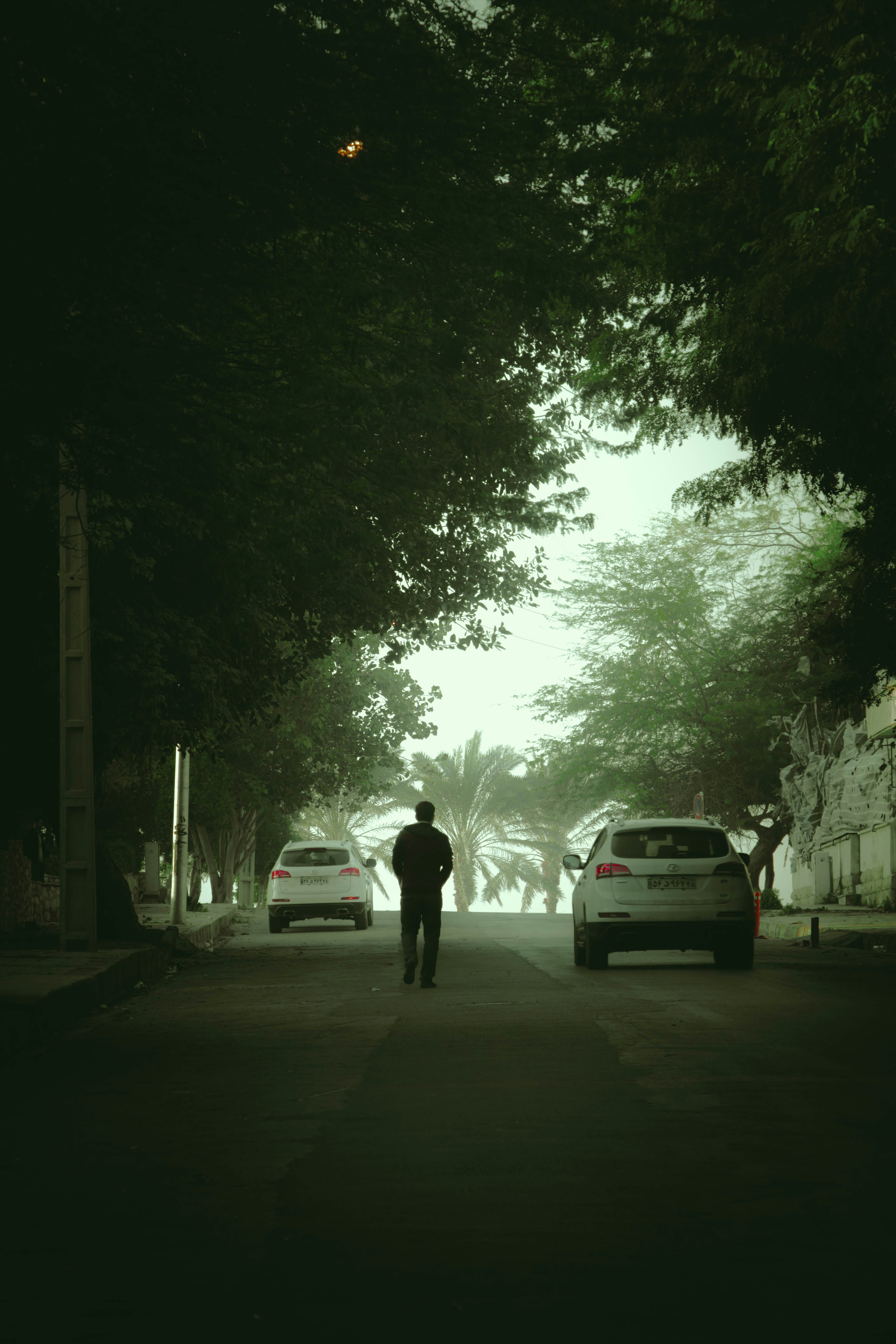 Silhouette at the End of the Avenue: A Quiet Urban Dusk Walk Under a Green Canopy