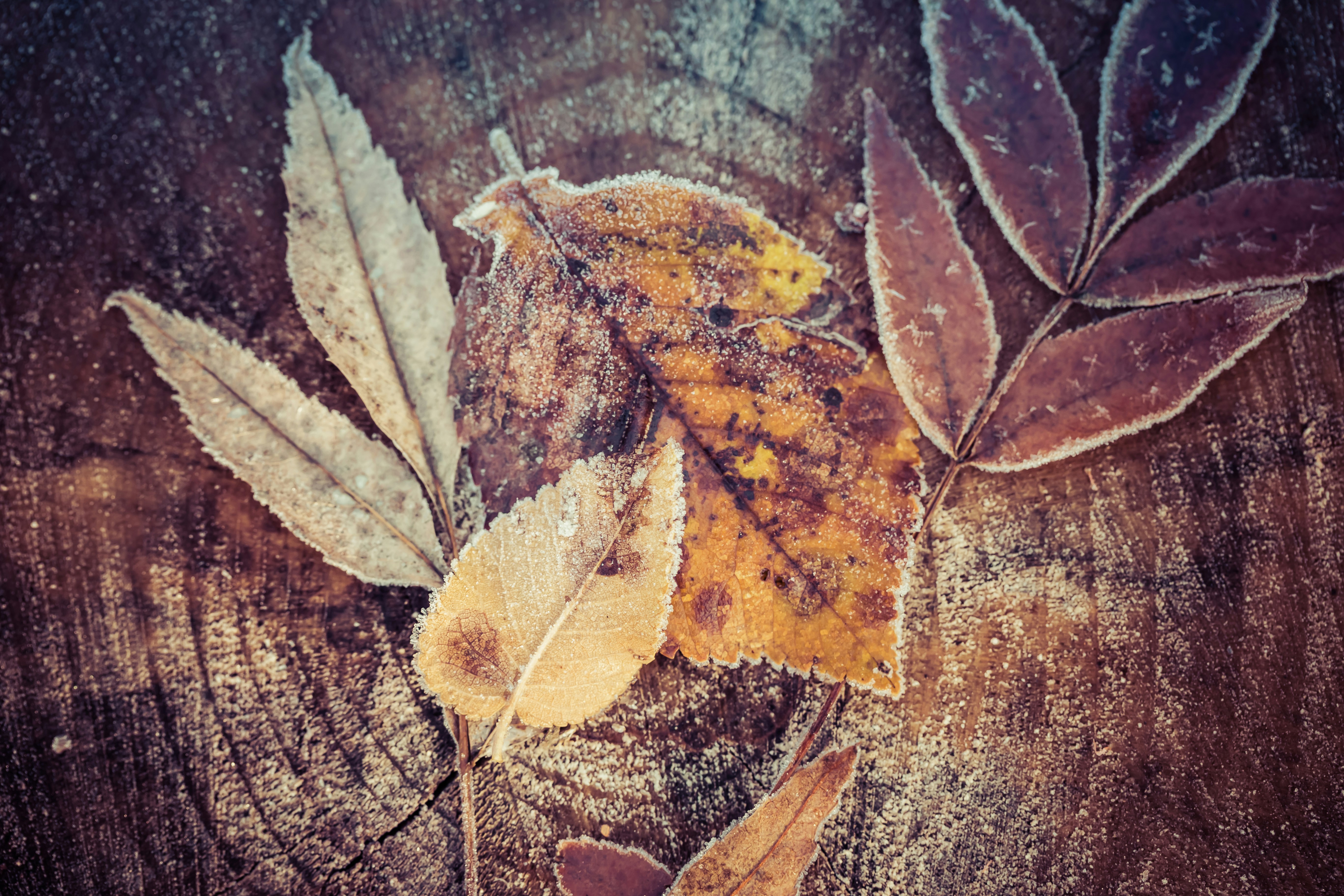 Frost-Kissed Autumn Leaves on a Weathered Bark Canvas