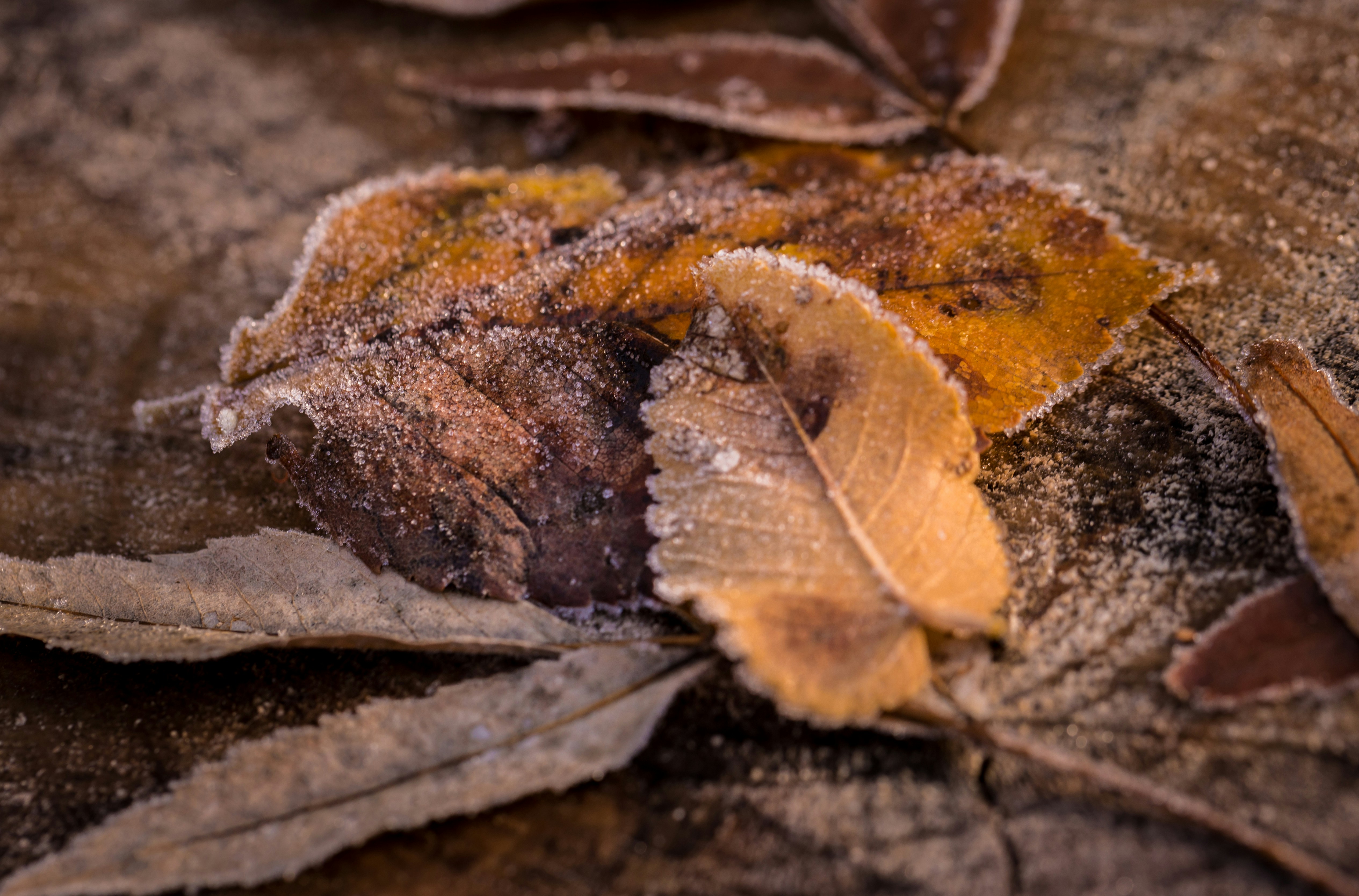 Frost-kissed Autumn Leaves Resting on a Rough Ground
