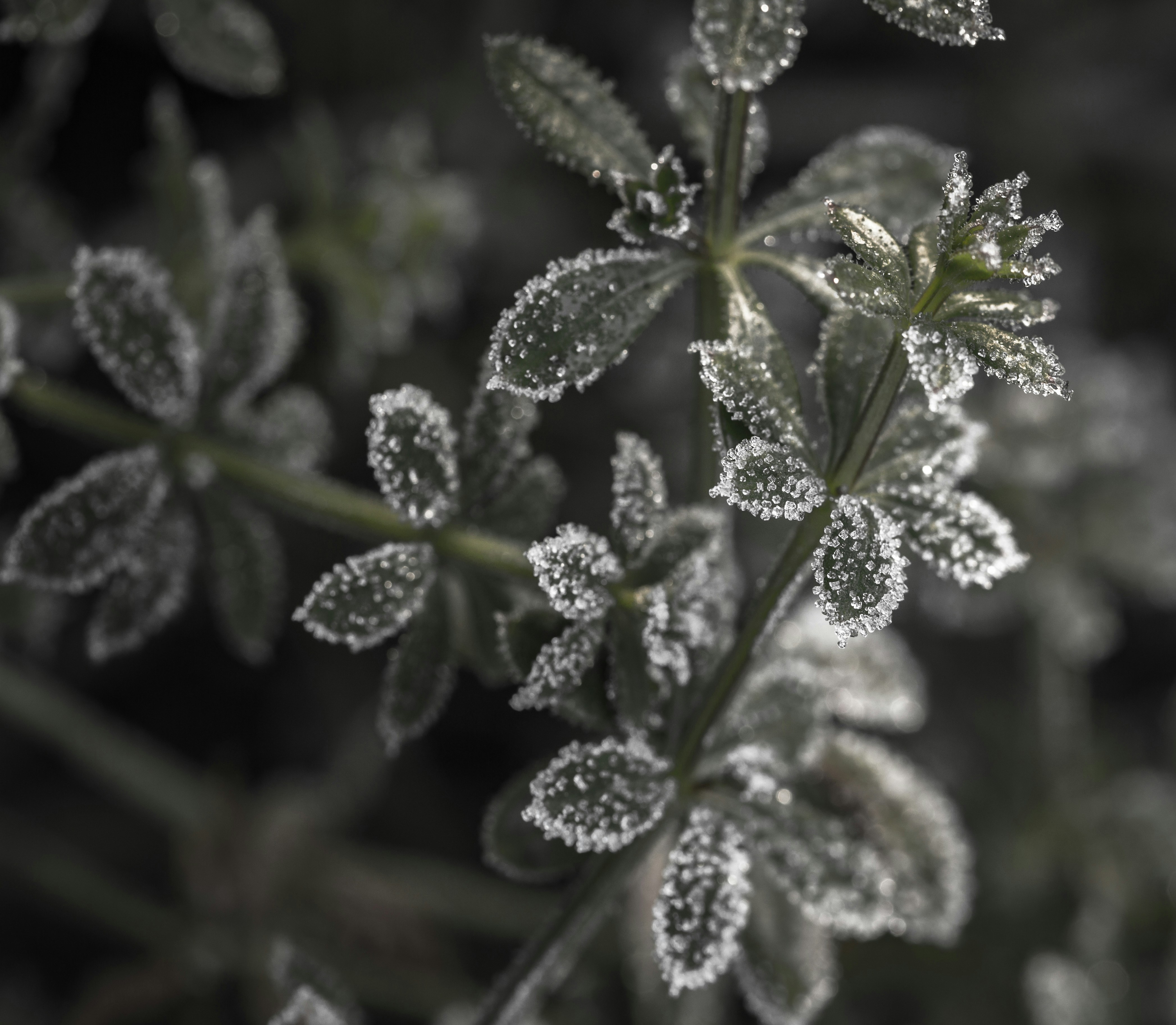 a close up of a plant with frost on it