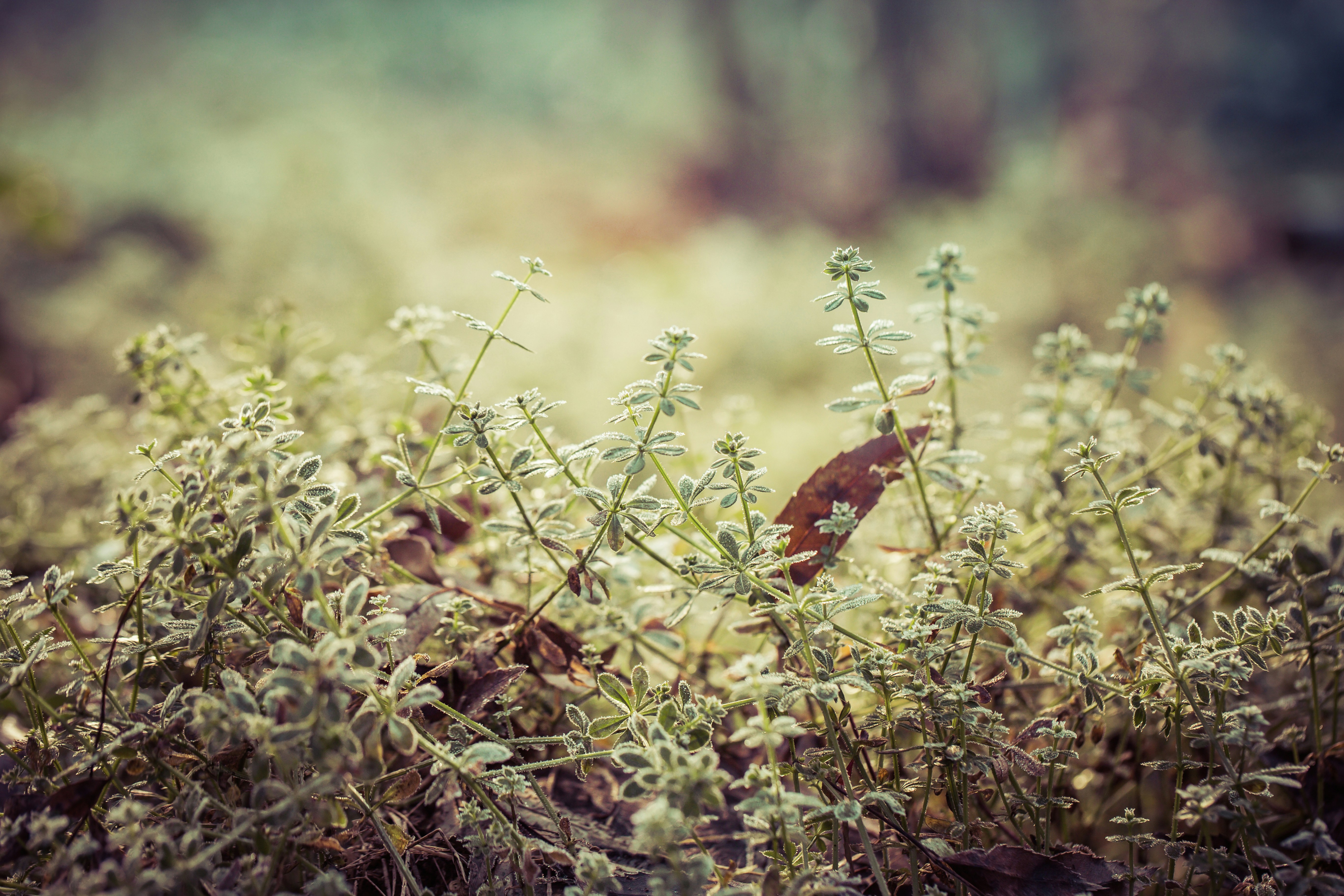 a close up of a plant in a field