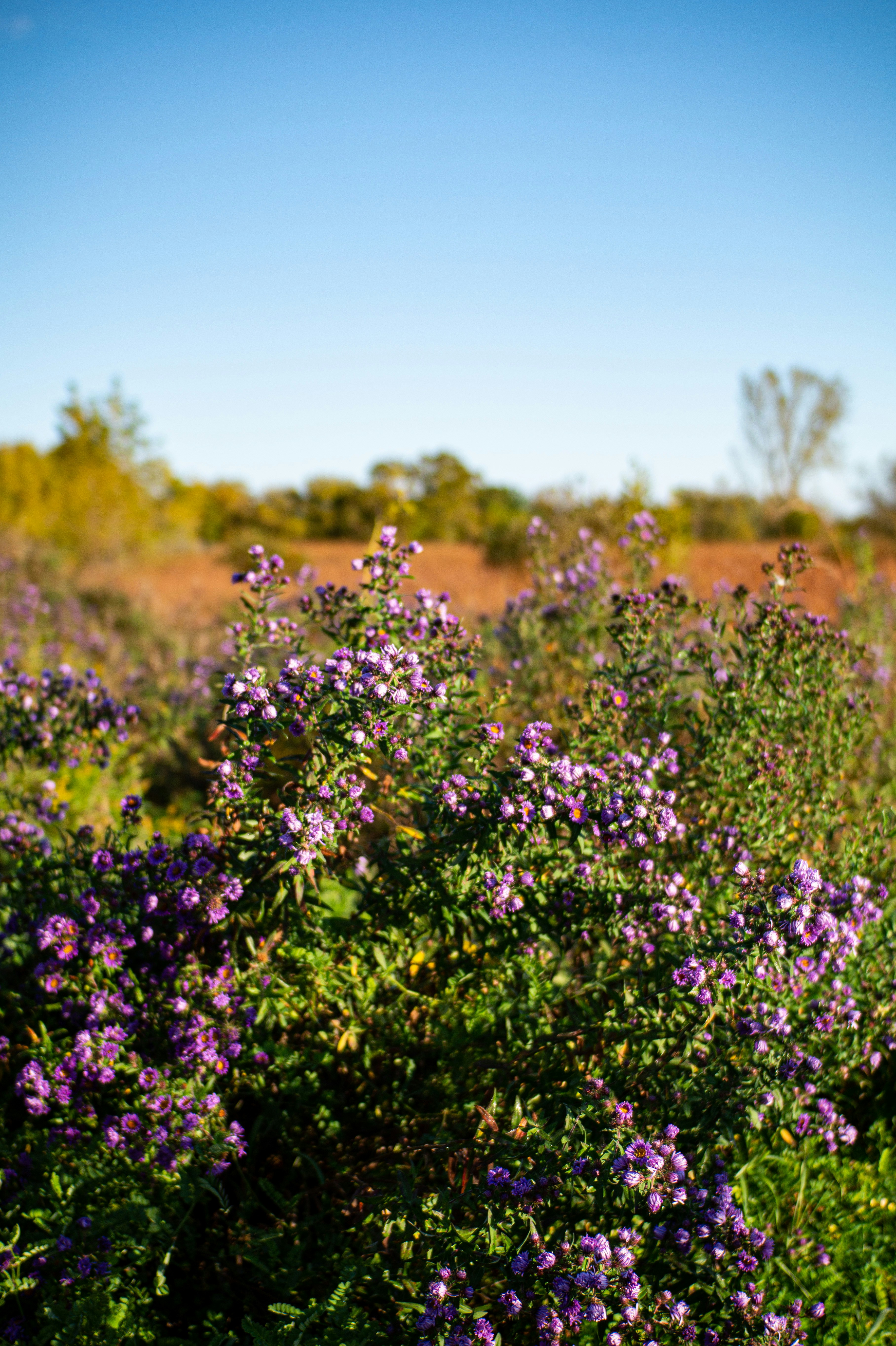 Sunlit Purple Heather Blanket on a Quiet Prairie