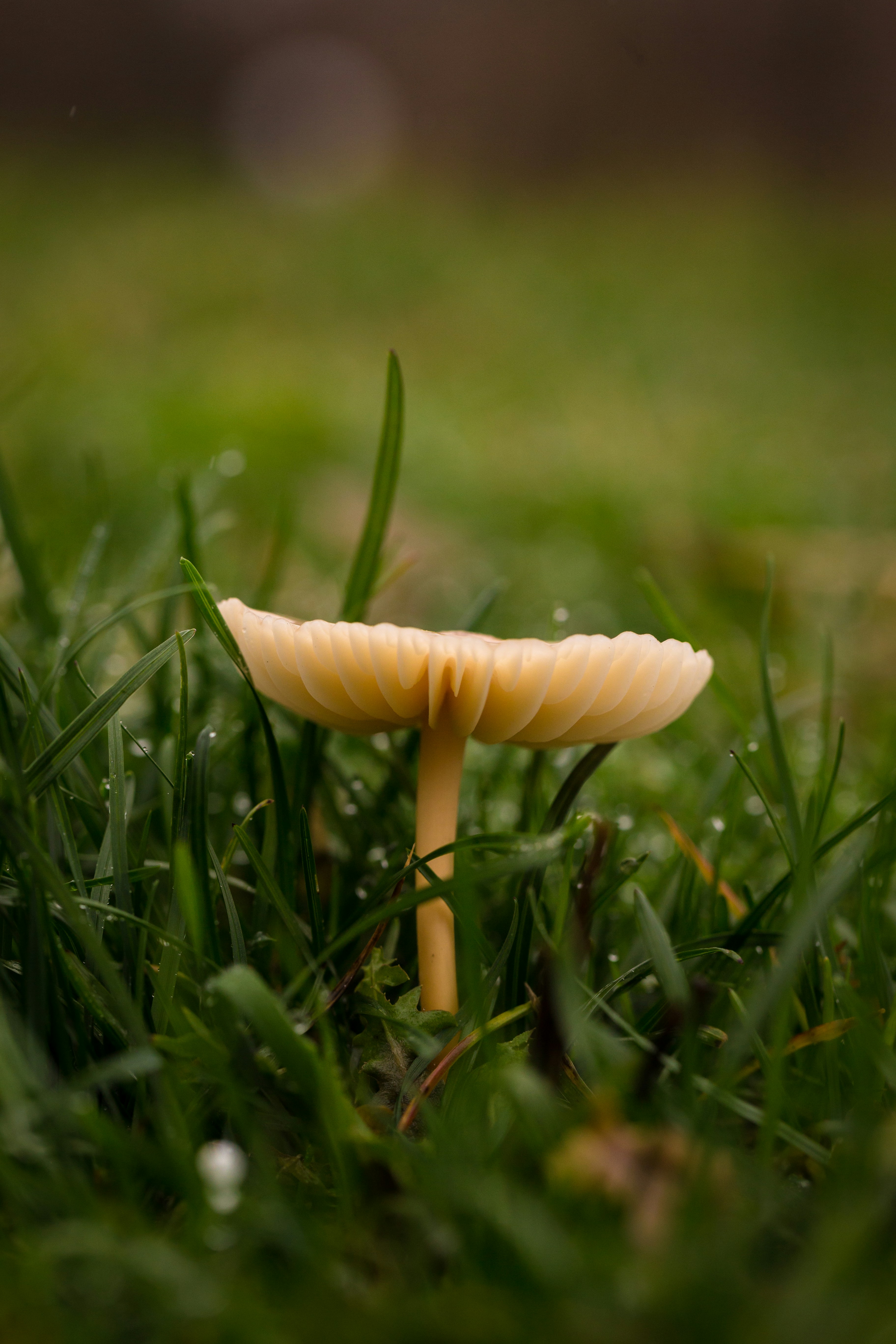 Dew-Kissed Mushroom Standing Guard Over a Velvet Lawn