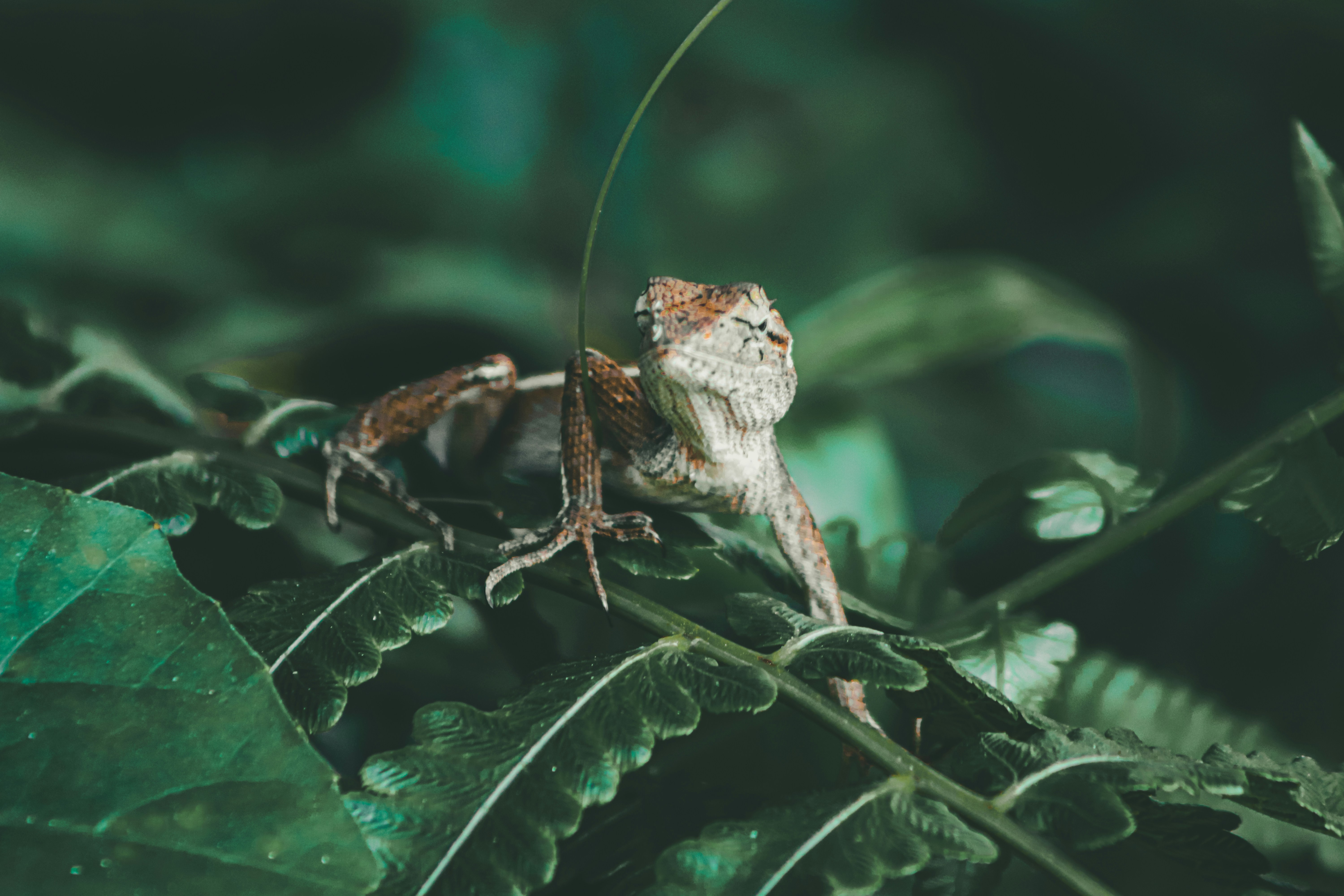 Leaf-Edge Sentinel: A Tiny Arboreal Lizard Amid Dense Ferns