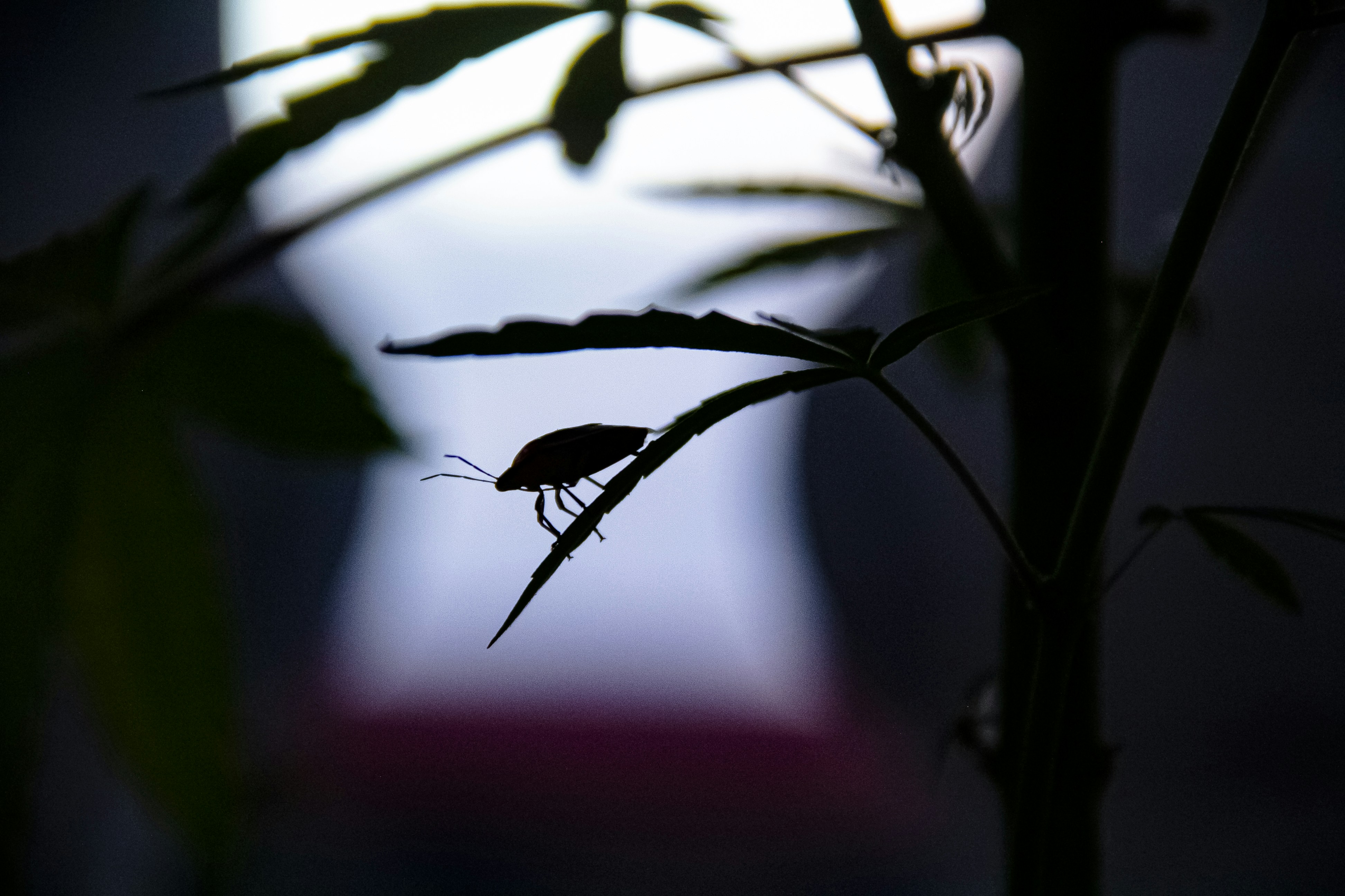 Silhouette on a Leaf: a Tiny Insect Against Velvet Bokeh