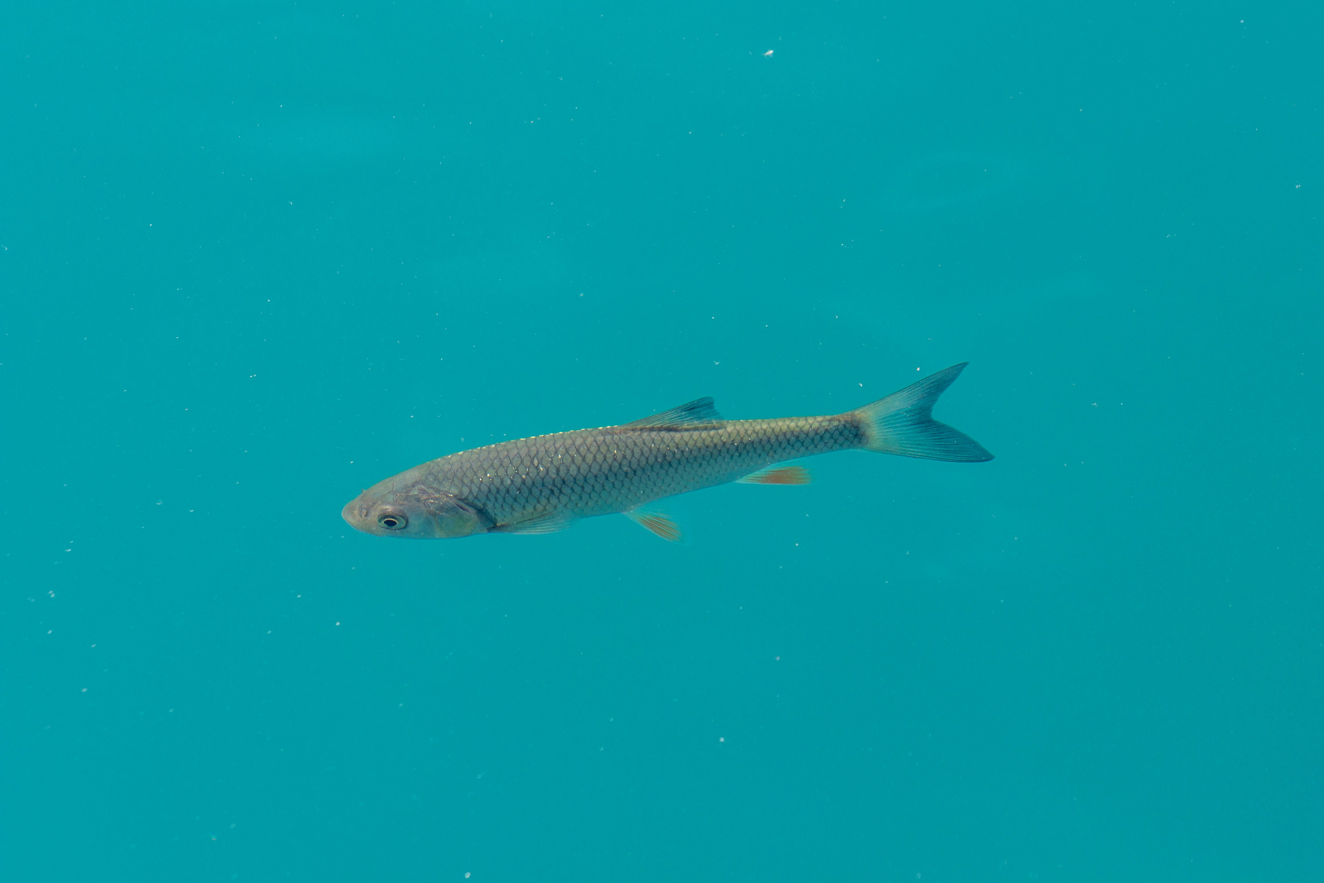 Un poisson nage dans l’eau bleue claire photo – Photo Croato Gratuite ...