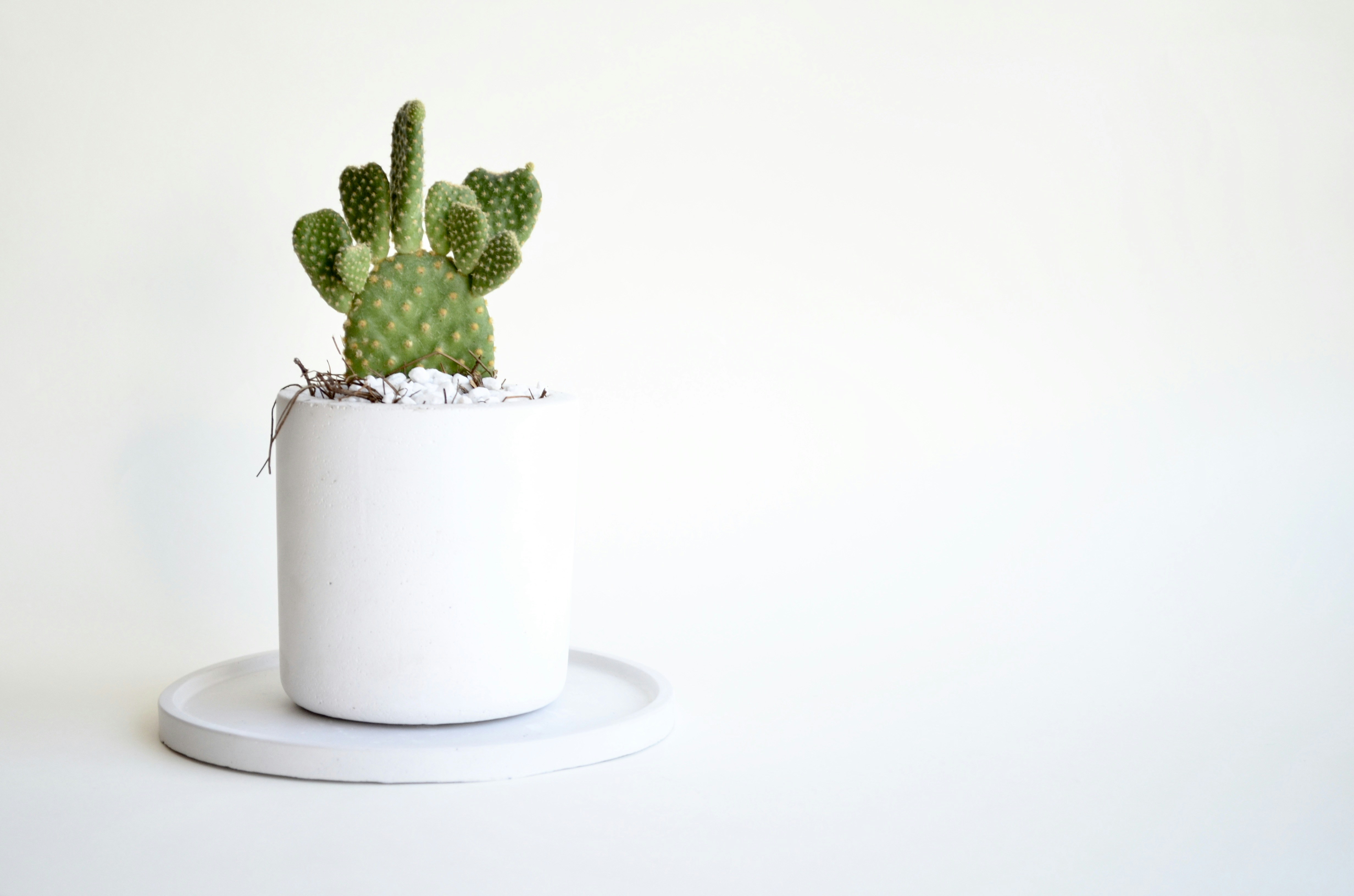 Small cactus in a white pot against a minimalist background.