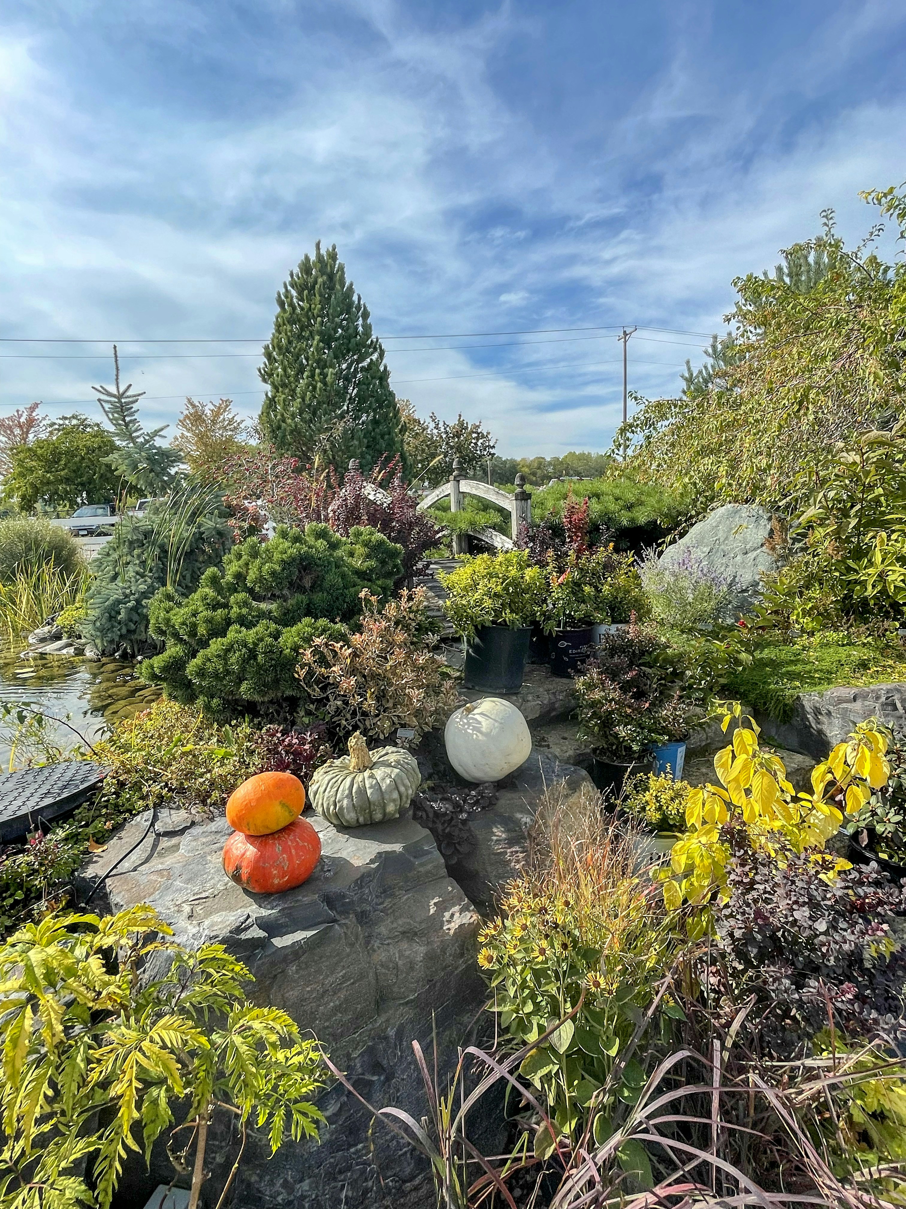 Digital photo
Autumn landscape