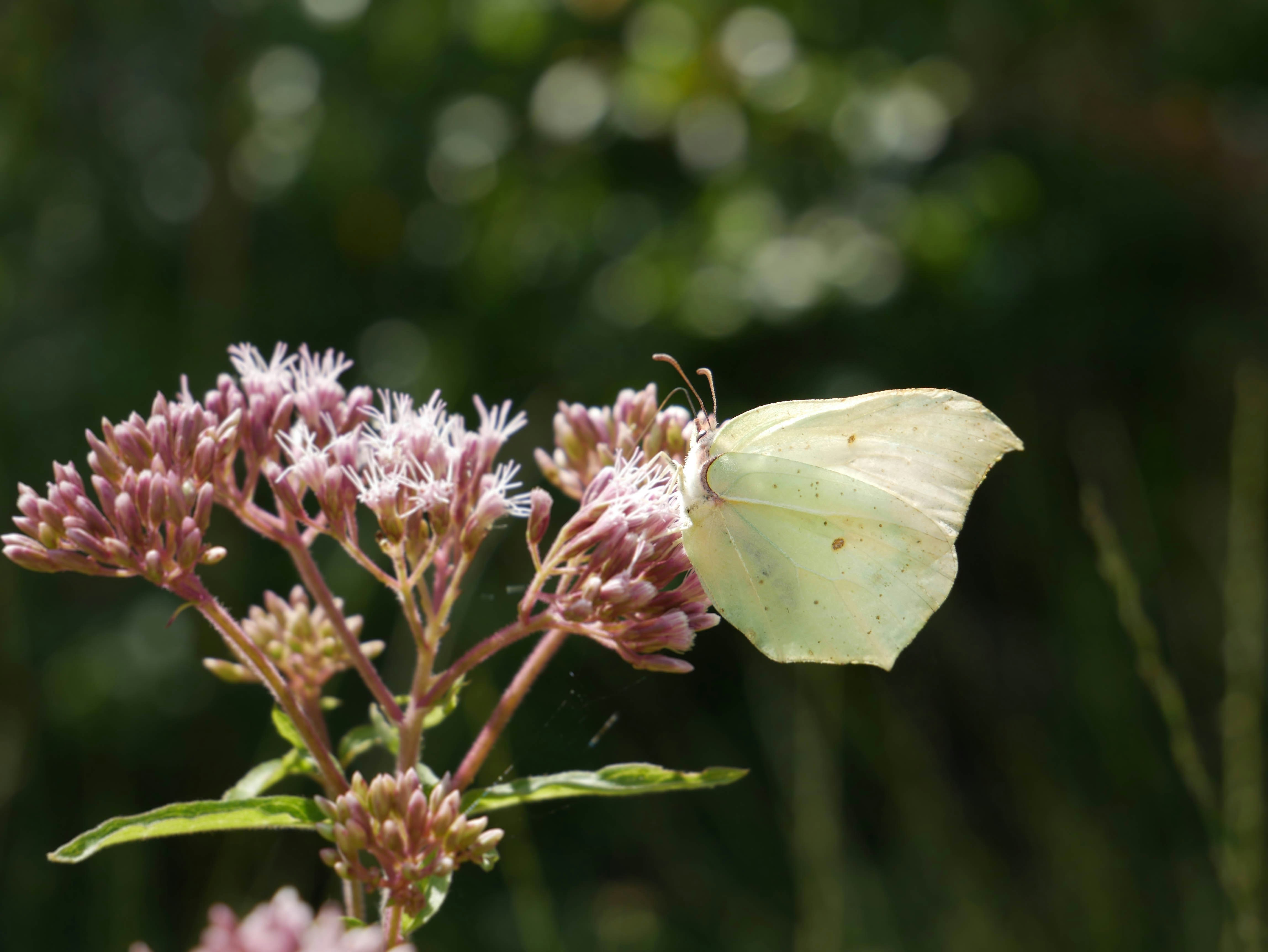 white butterfly