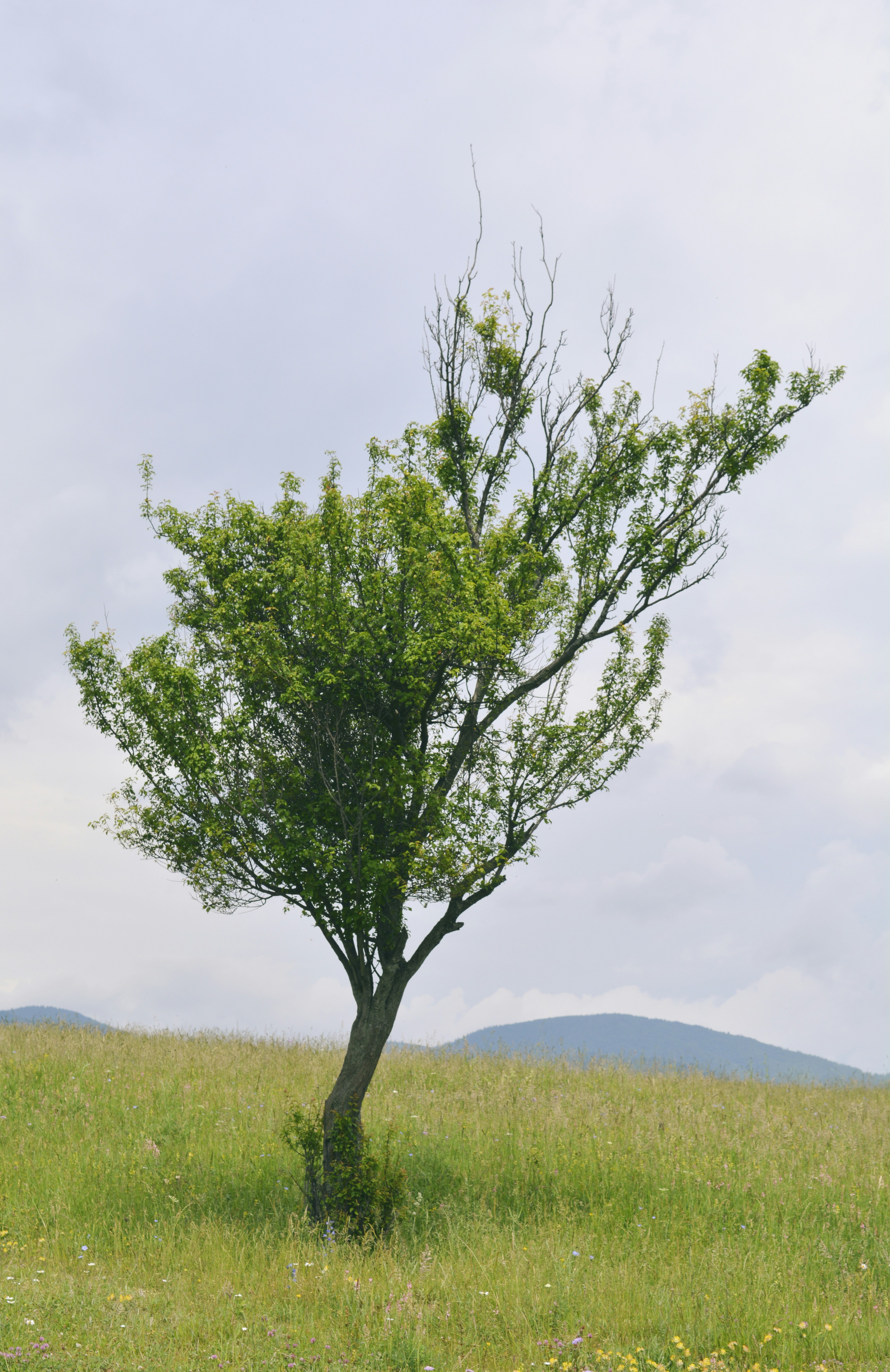 Small Tree Pictures | Download Free Images on Unsplash