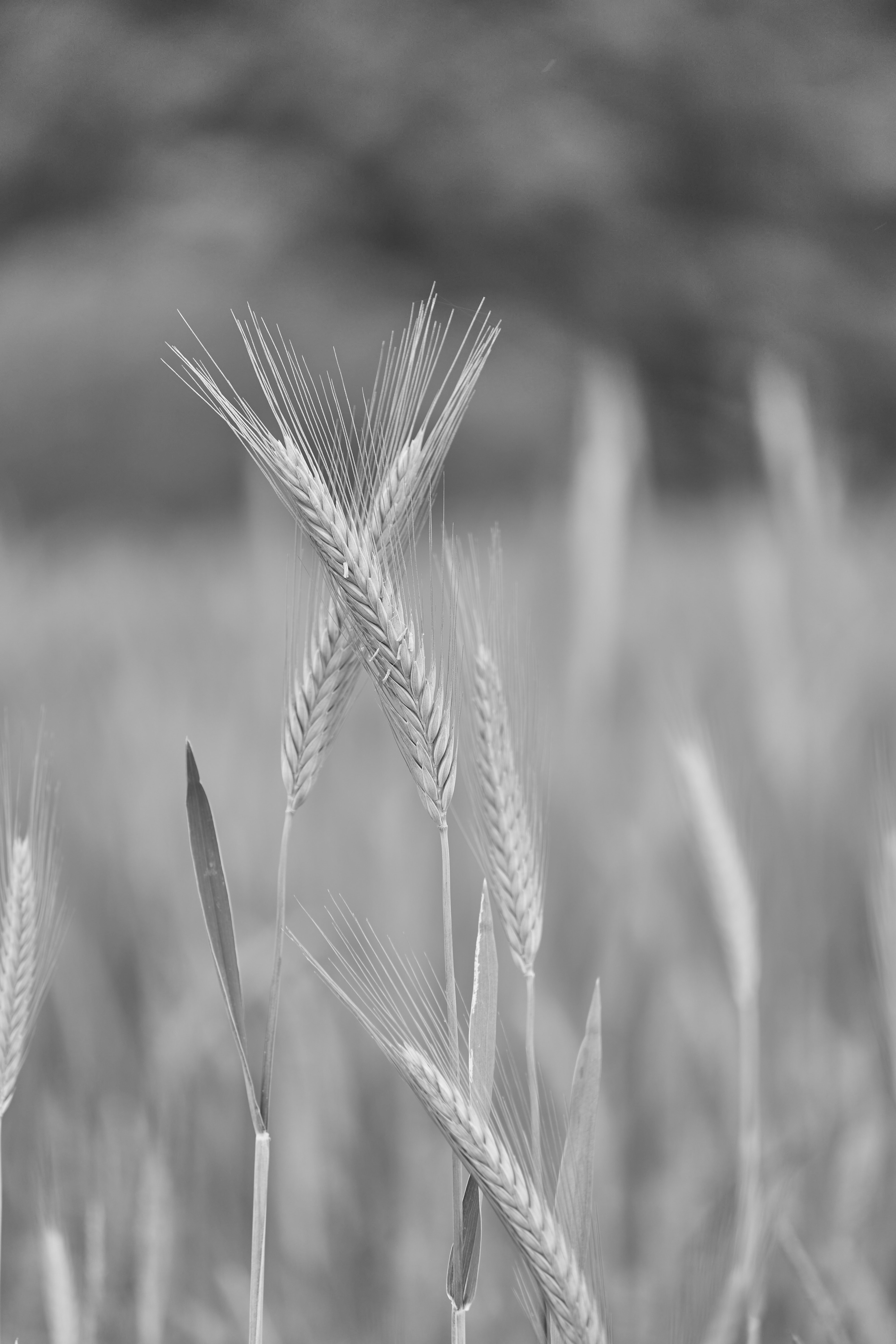 Wheat Crops Black And White