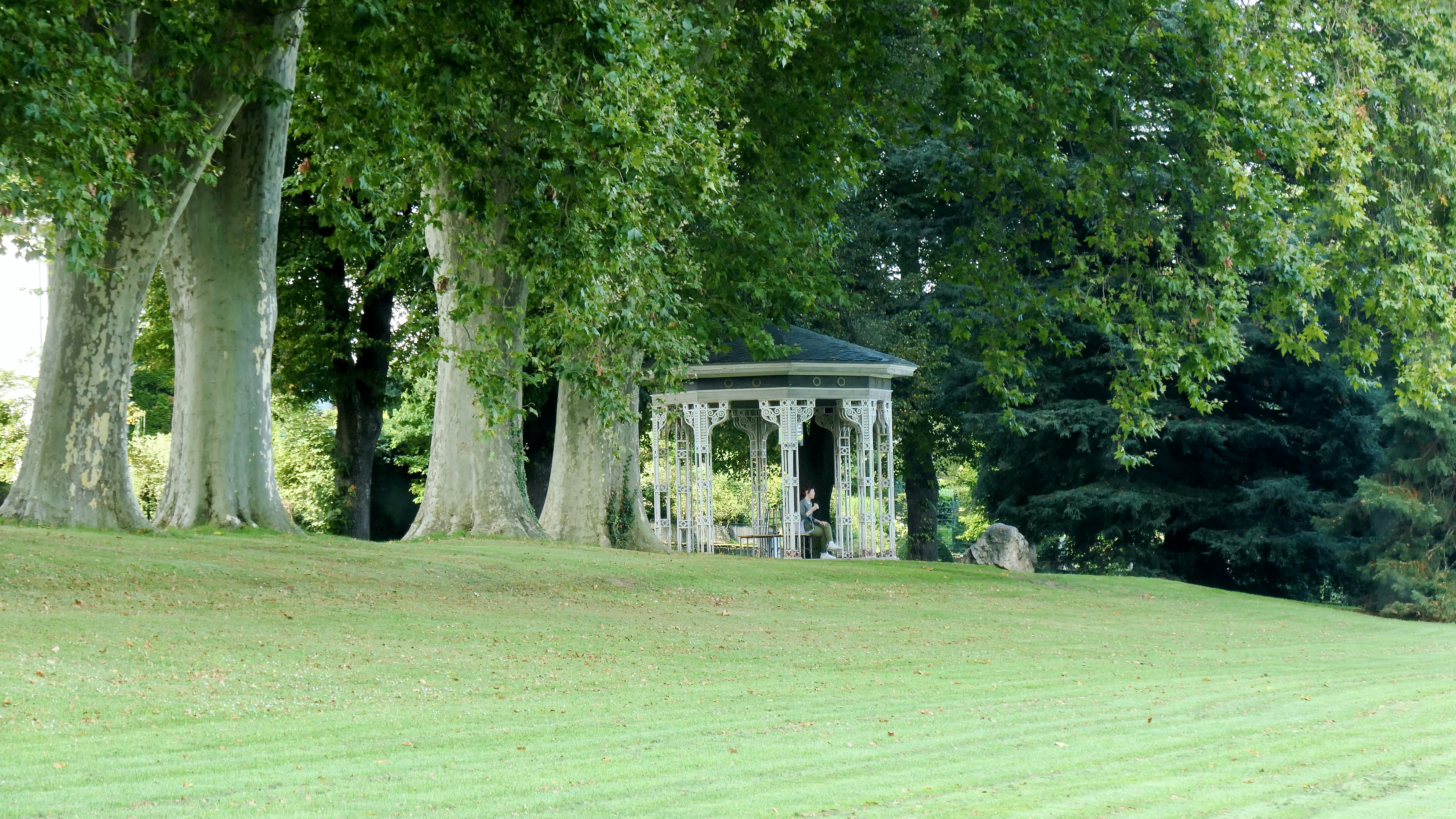 Whispering Shadows in a Leafy Glade