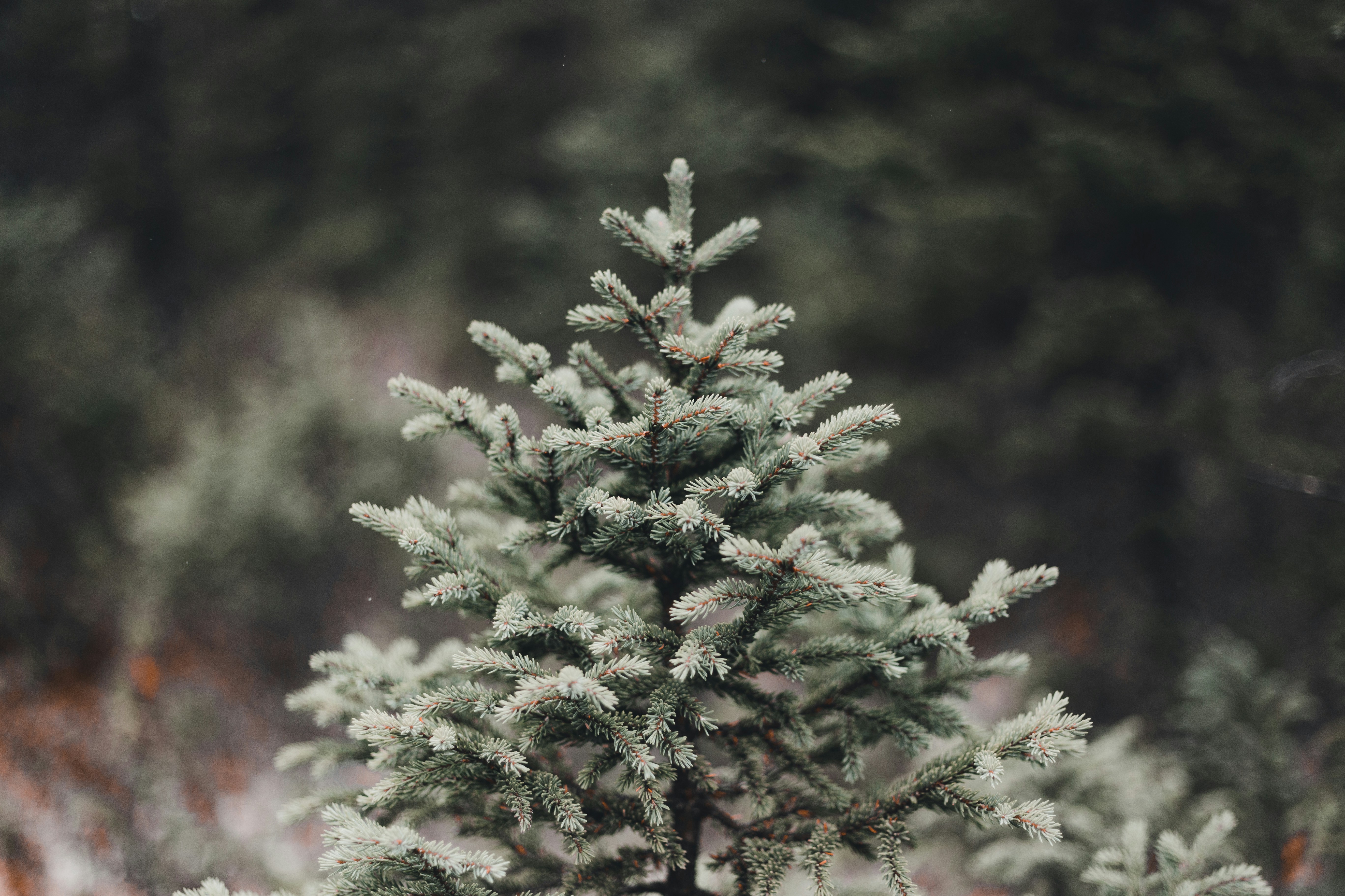 a close up of a pine tree in a forest