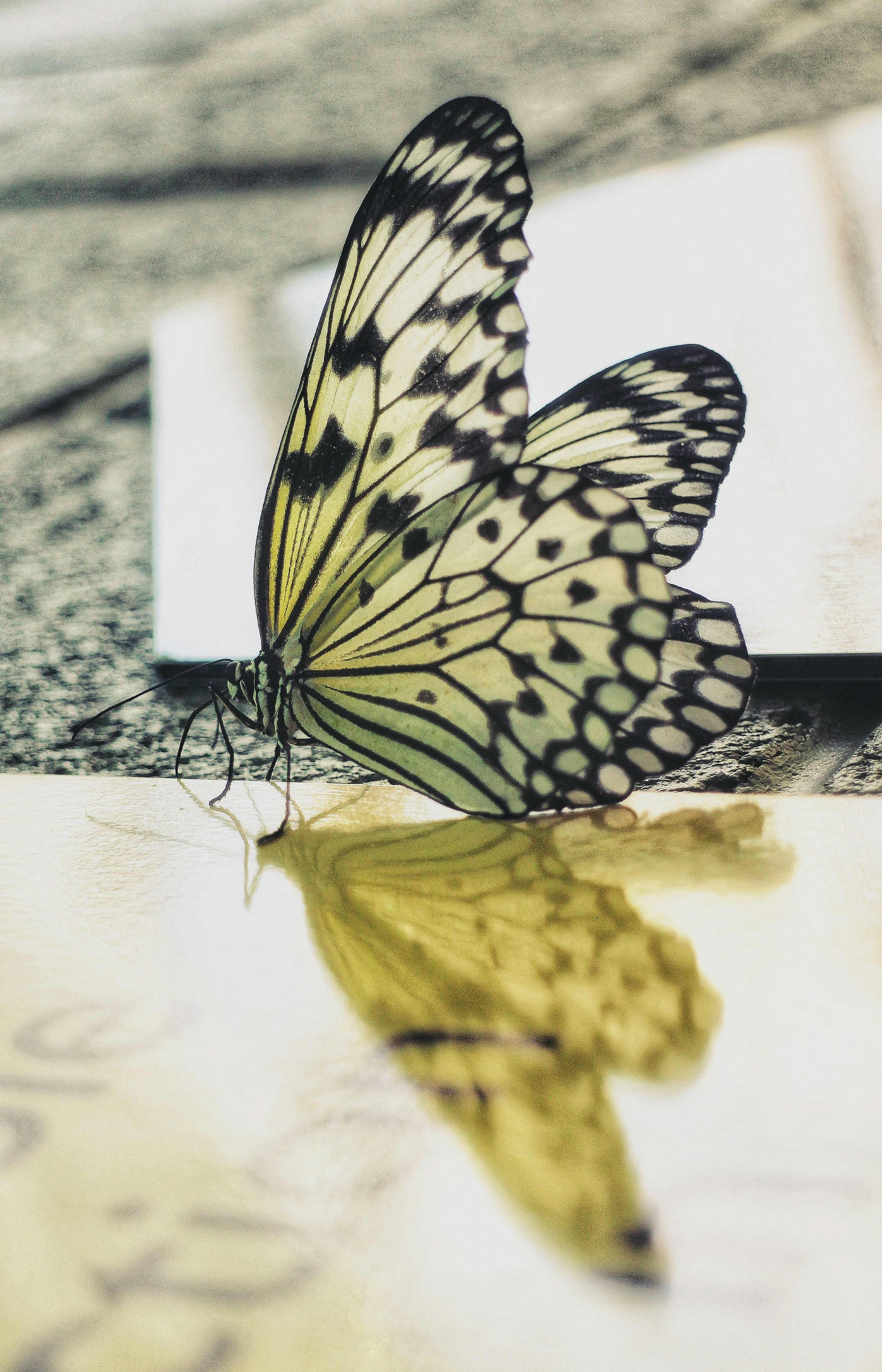 Delicate butterfly resting on a reflective surface, showcasing intricate wing patterns and soft colors. The reflection adds depth to the composition.
