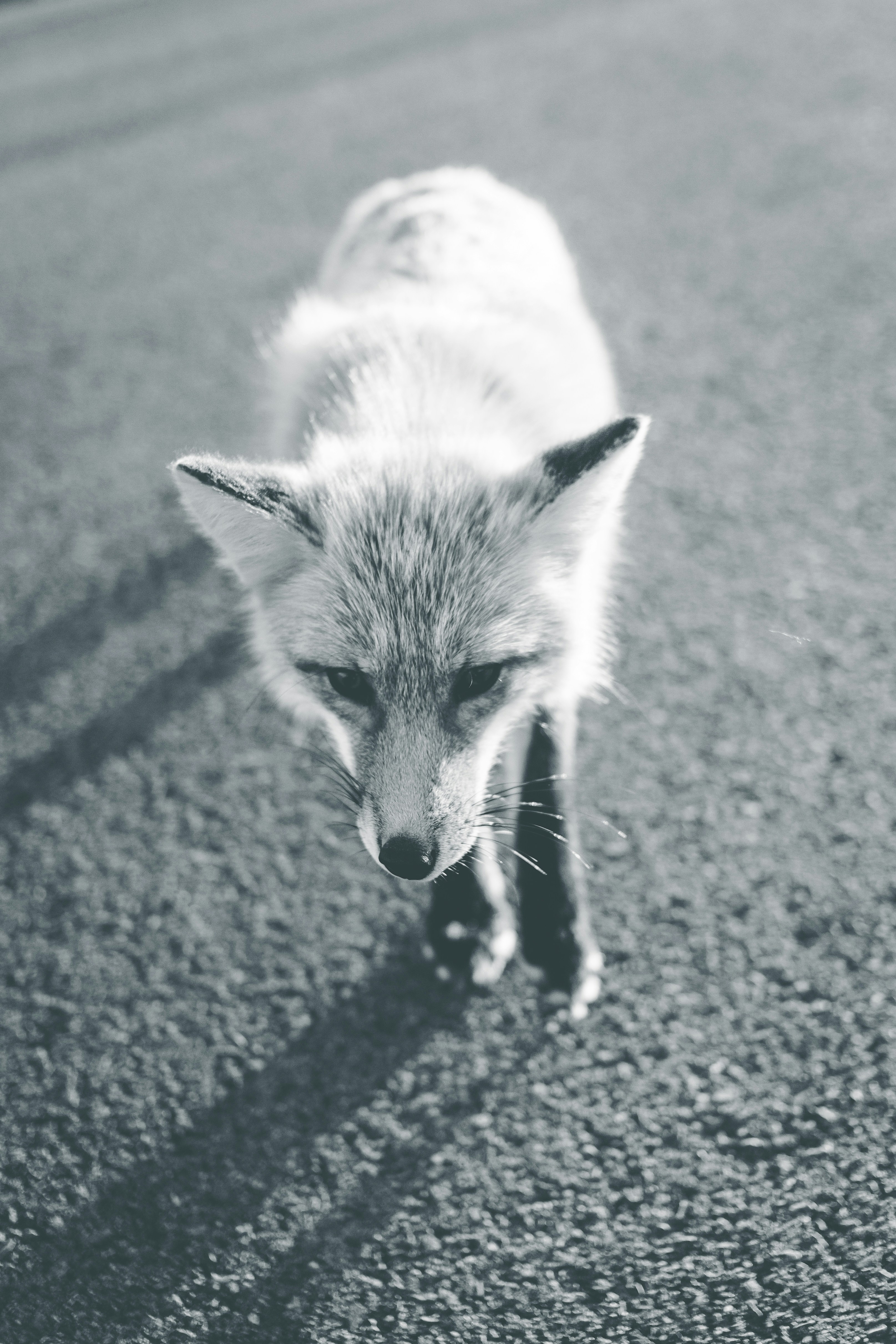 Fox Black And White Photography