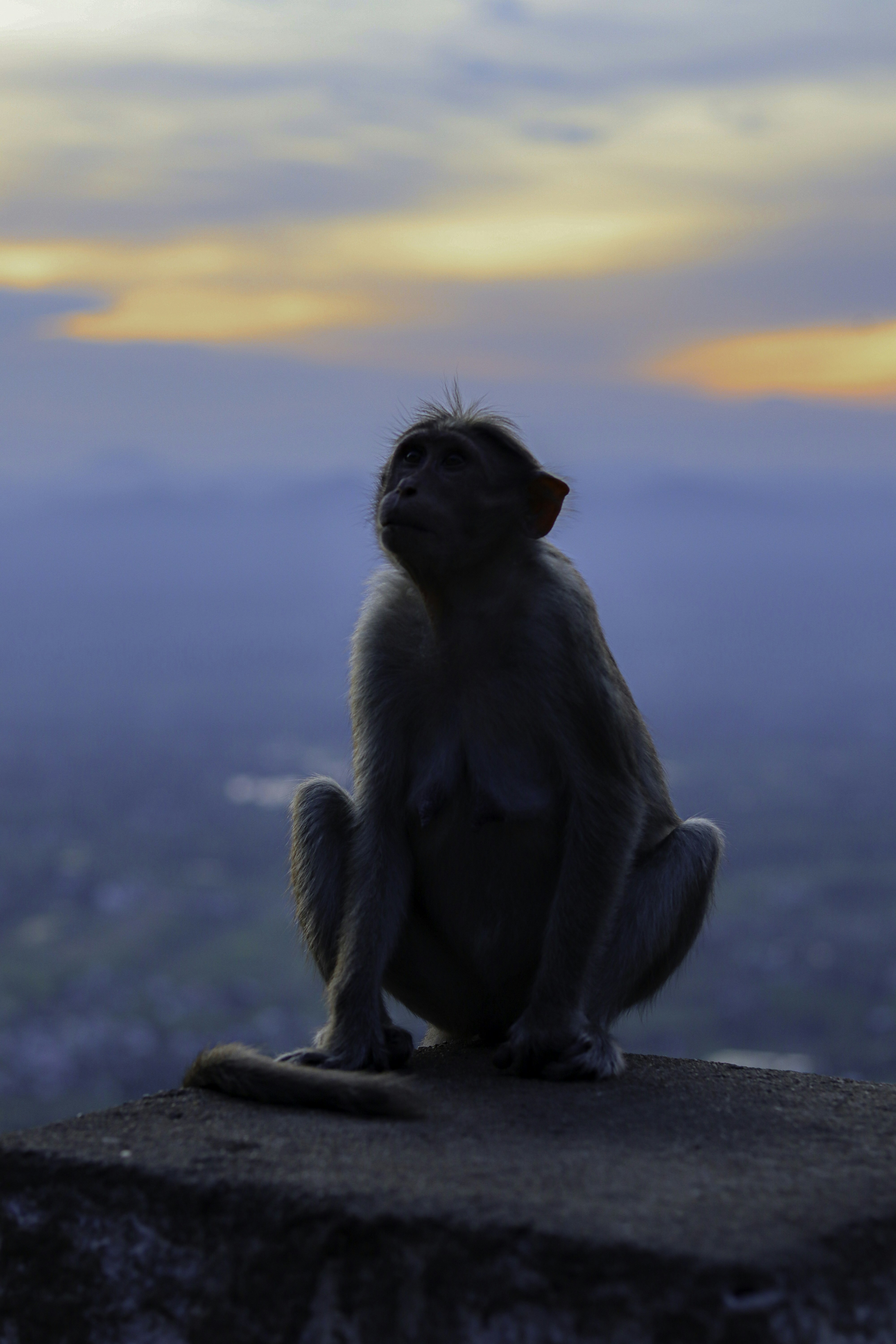 High Above the City, A Monkey Gazes Skyward