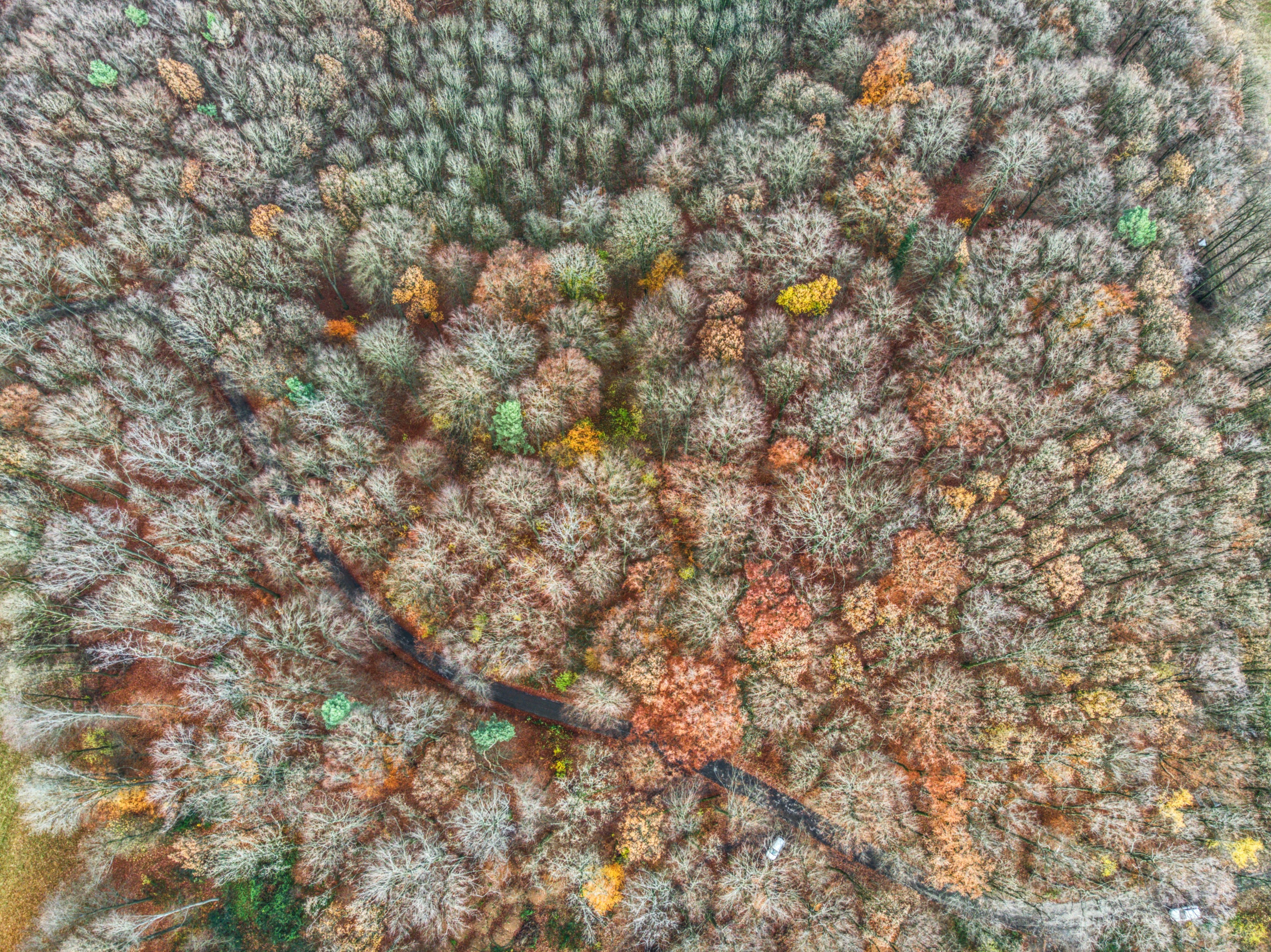 Mosaic of Autumn Leaves from Above