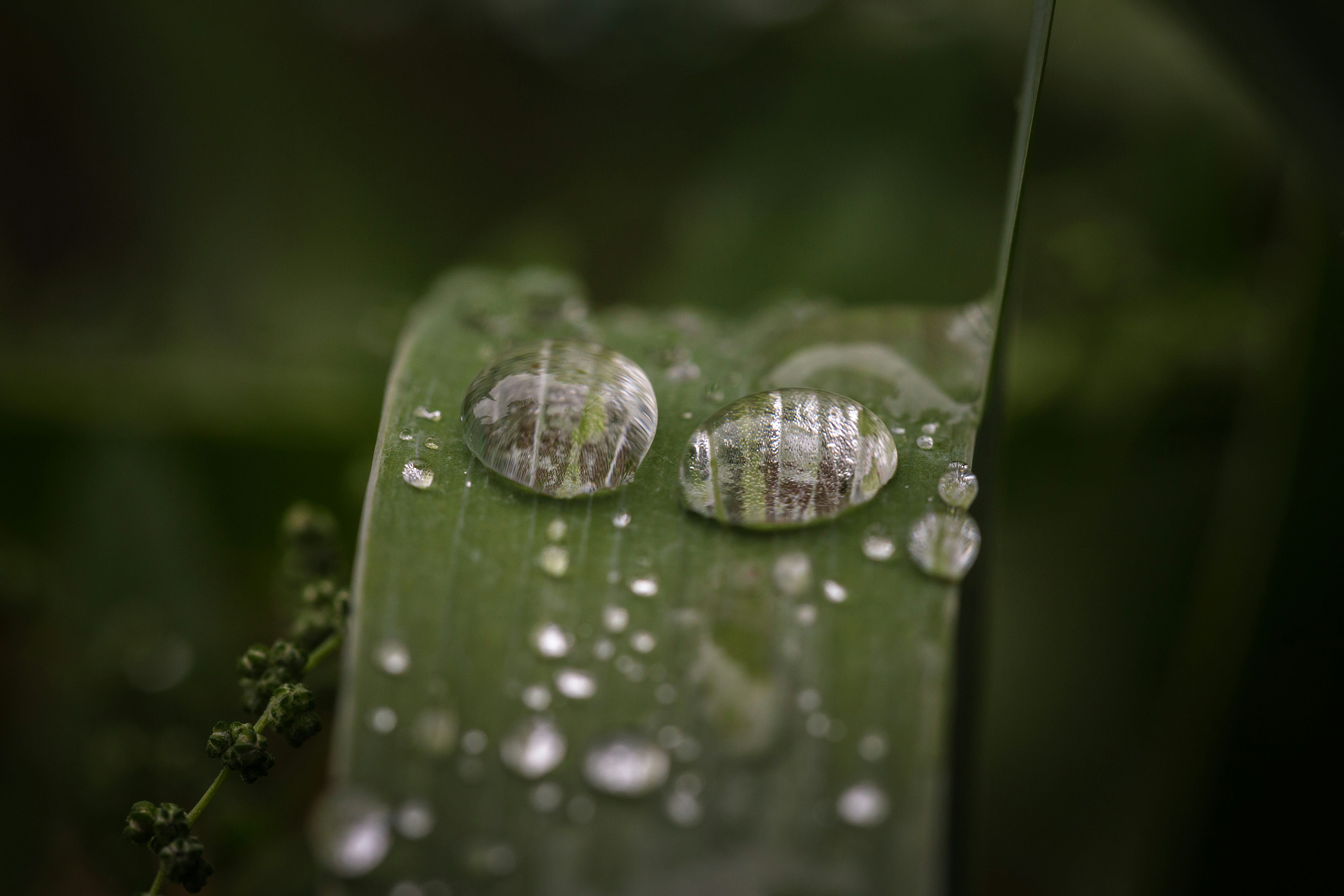 Twin Dew Orbs on a Blade: A Macro Portrait of Morning Light