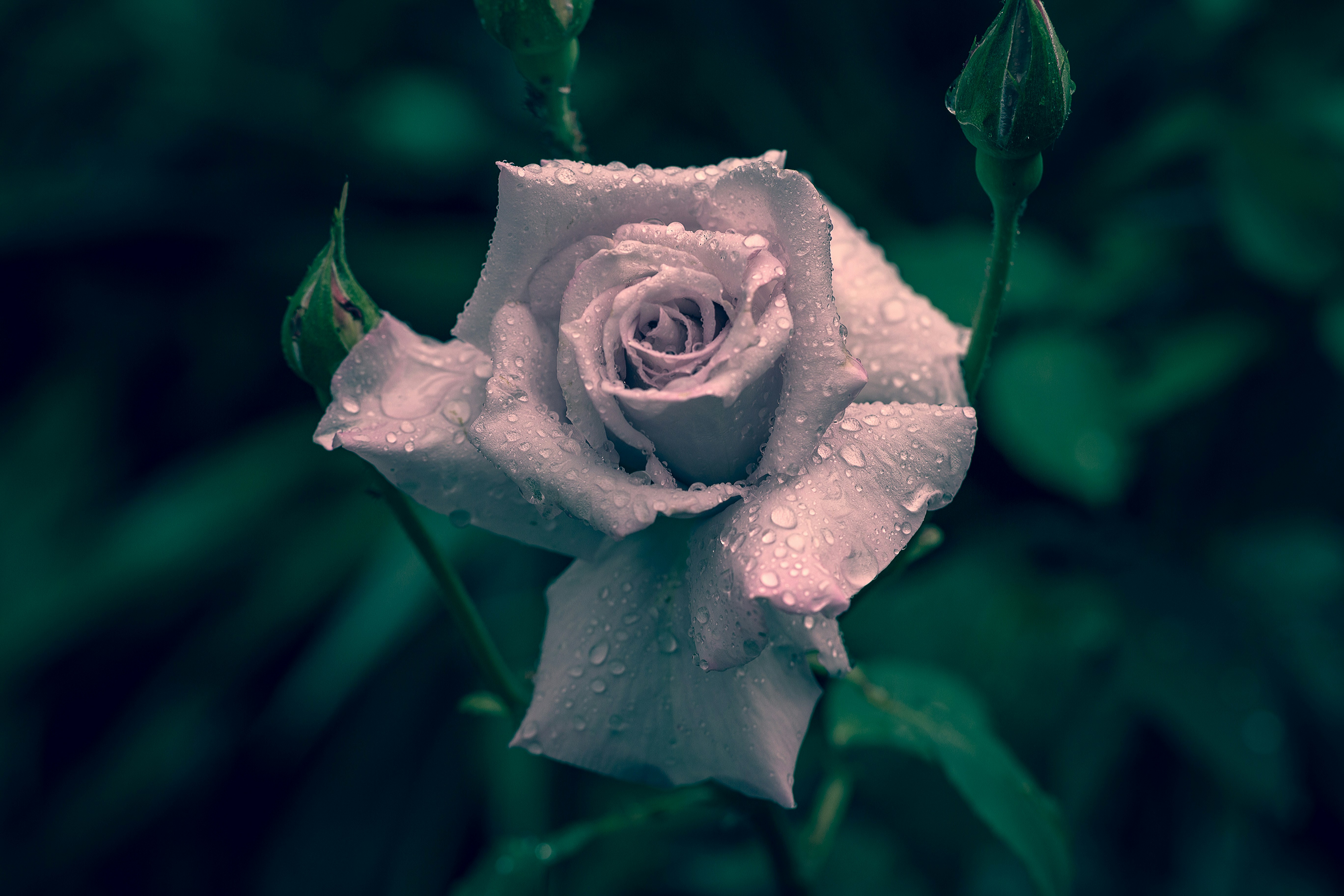 A white rose with water droplets on it photo – Free Flower Image on ...