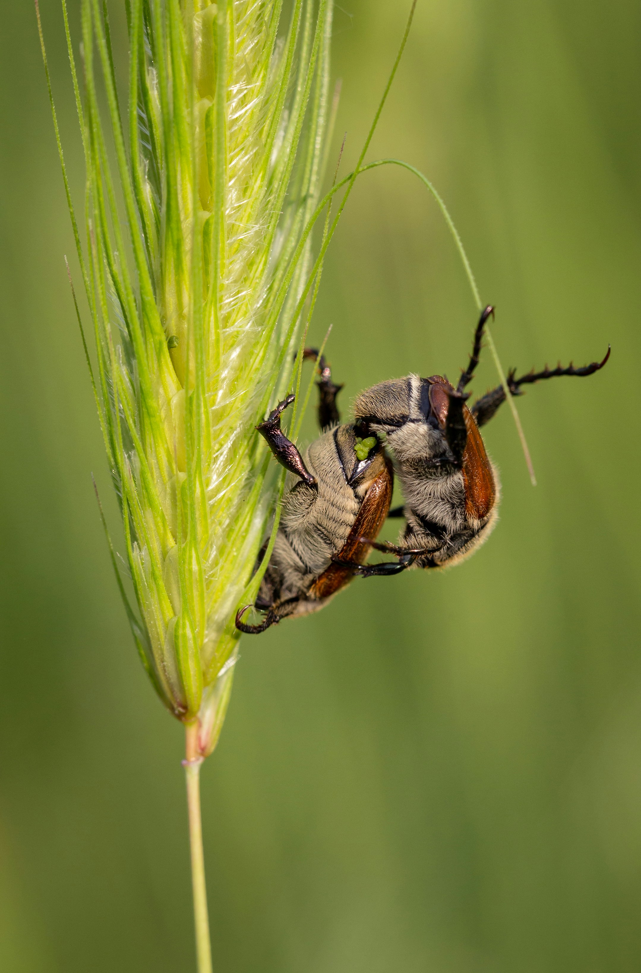 a couple of bugs sitting on top of a green plant