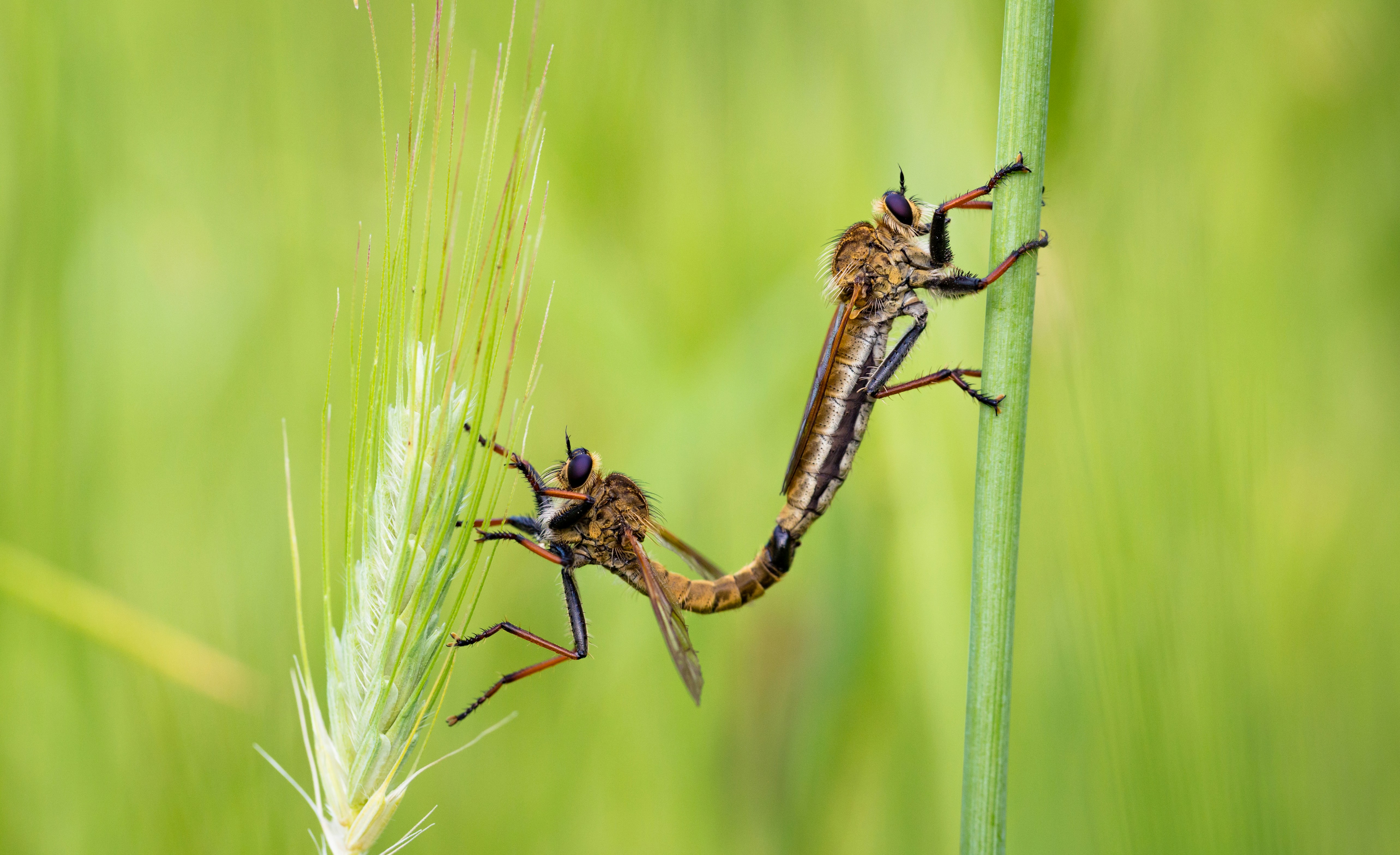 Twin-Dragonfly Duet on a Slender Grass Blade